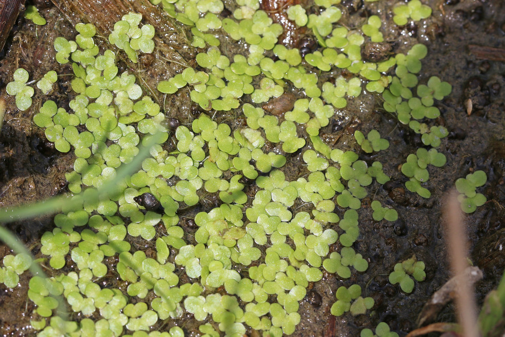 Lemna minuta - KnowYourWeeds
