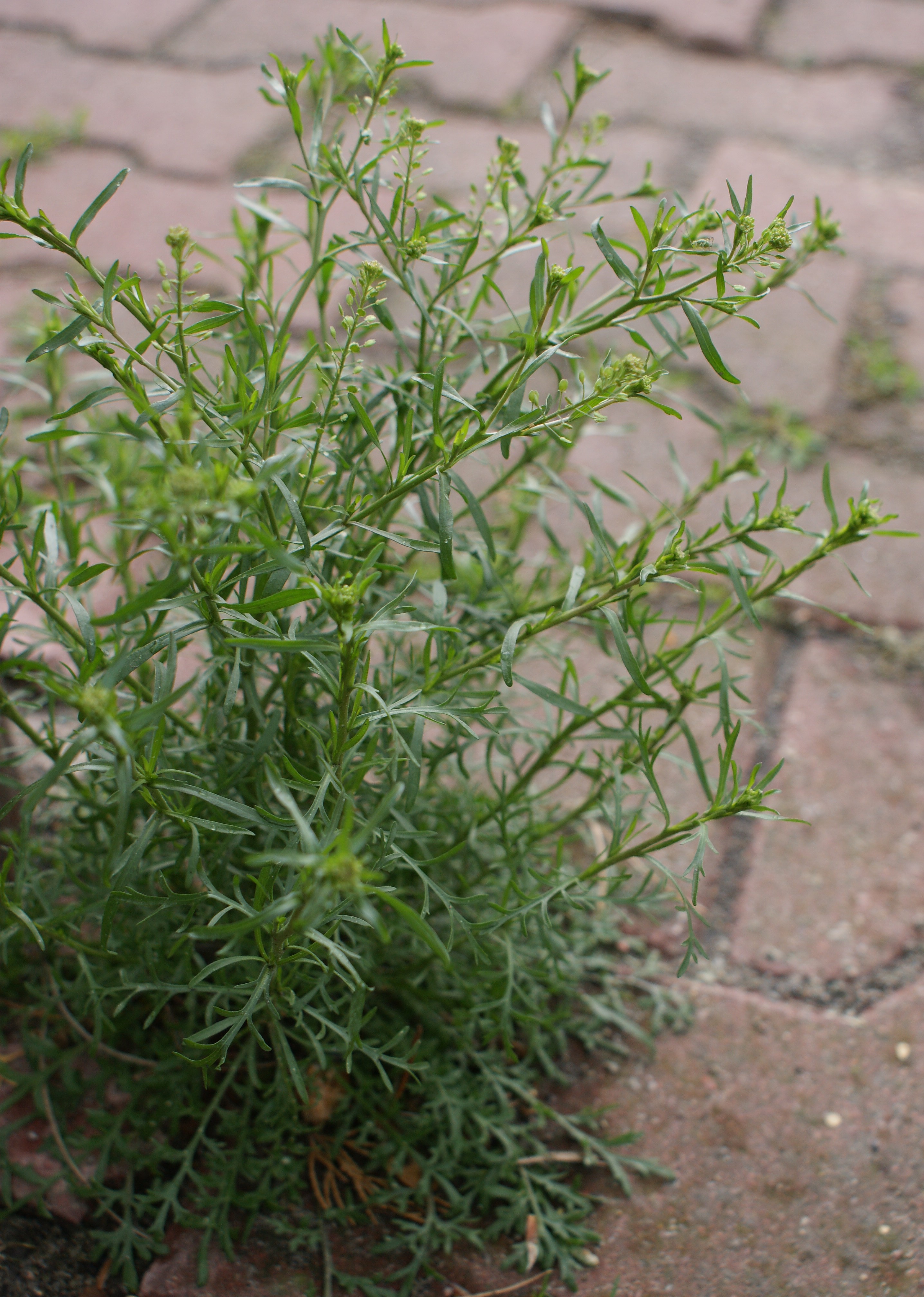 Lepidium ruderale - KnowYourWeeds