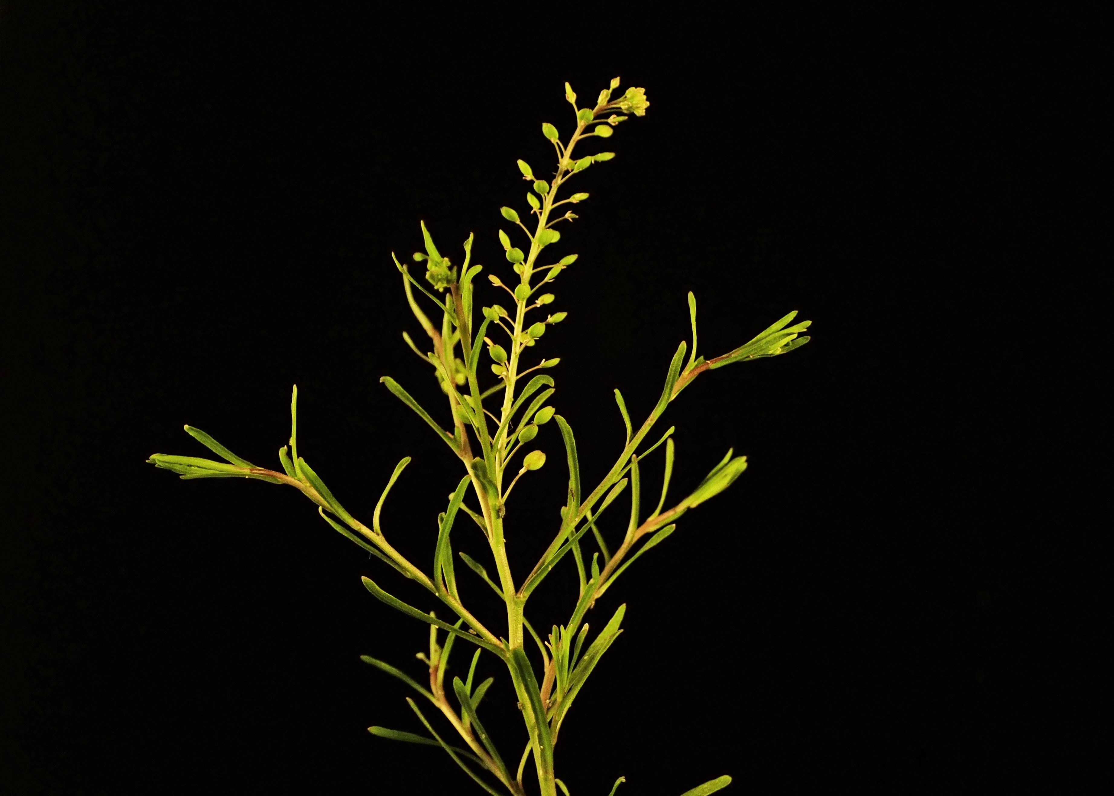 Lepidium ruderale - KnowYourWeeds