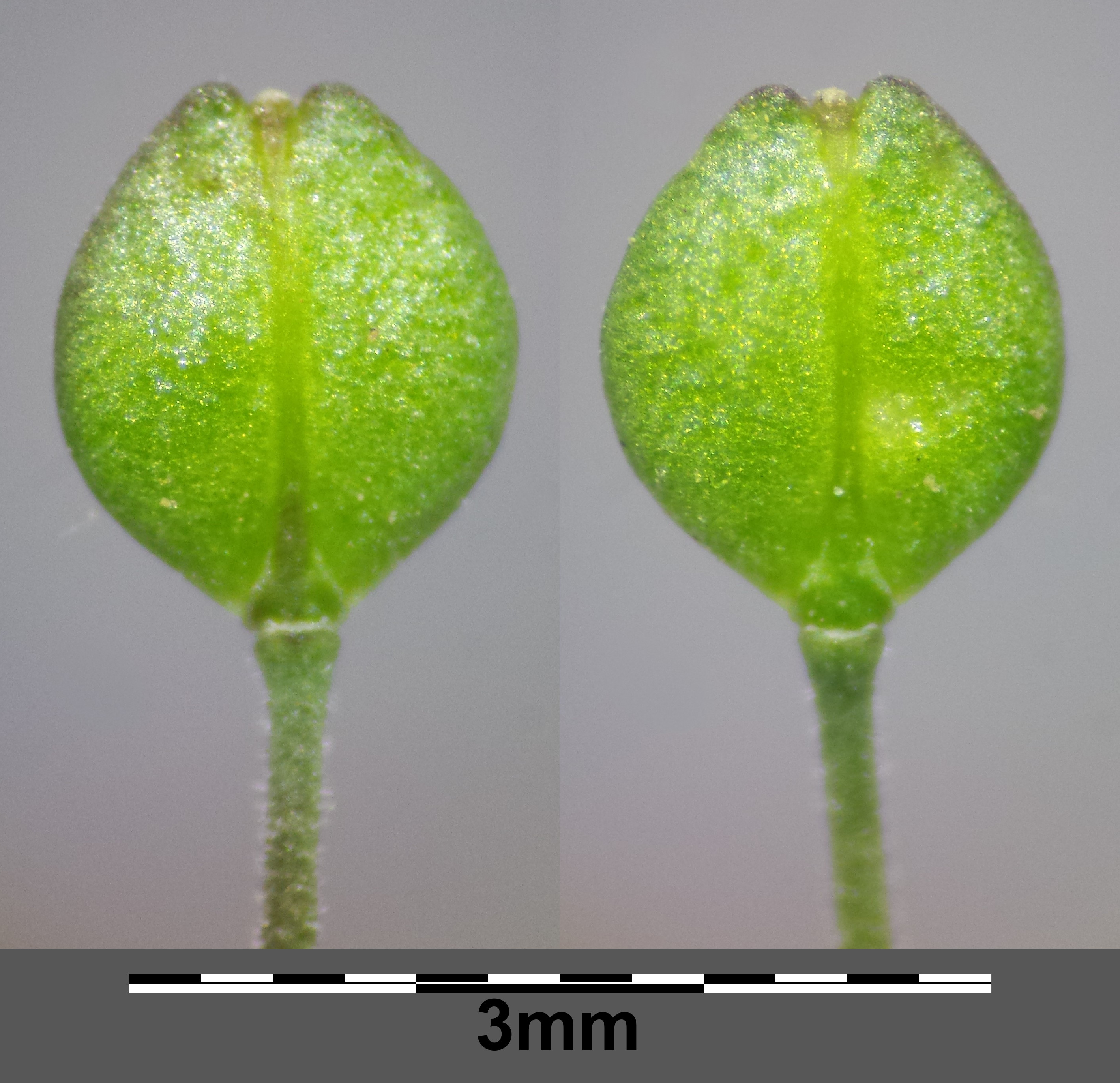 Lepidium ruderale - KnowYourWeeds