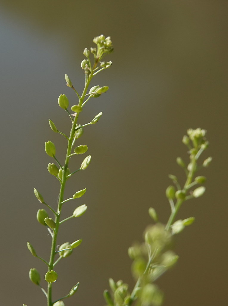 Lepidium ruderale - KnowYourWeeds