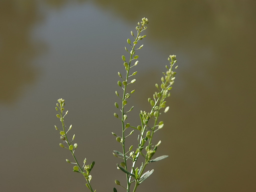 Lepidium ruderale - KnowYourWeeds