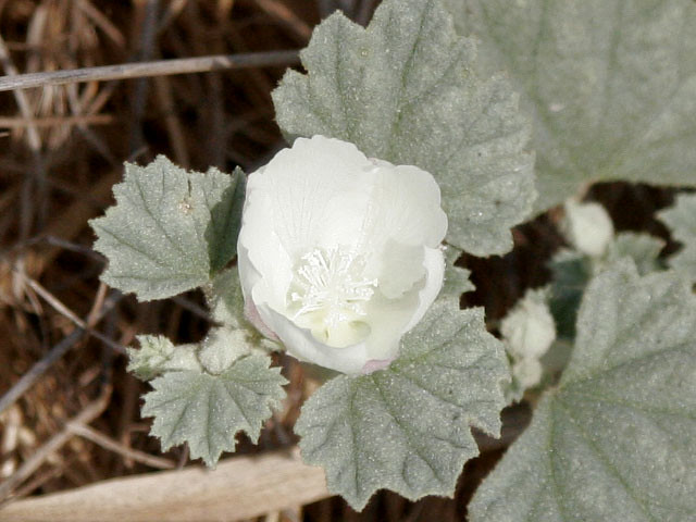 Malvella leprosa - KnowYourWeeds