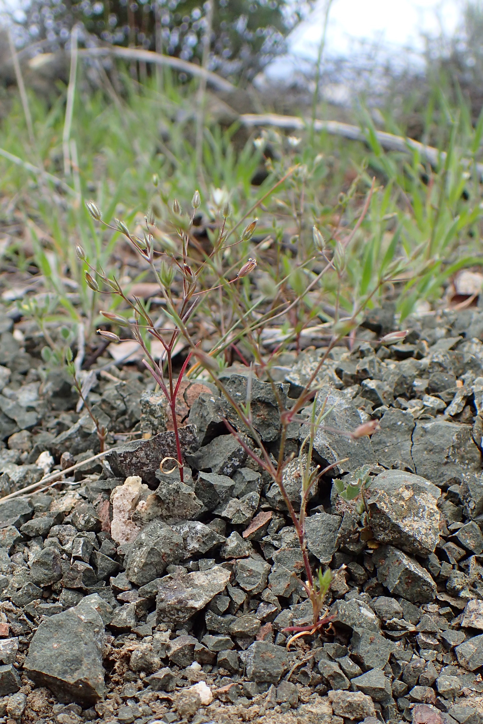 Minuartia hybrida - KnowYourWeeds