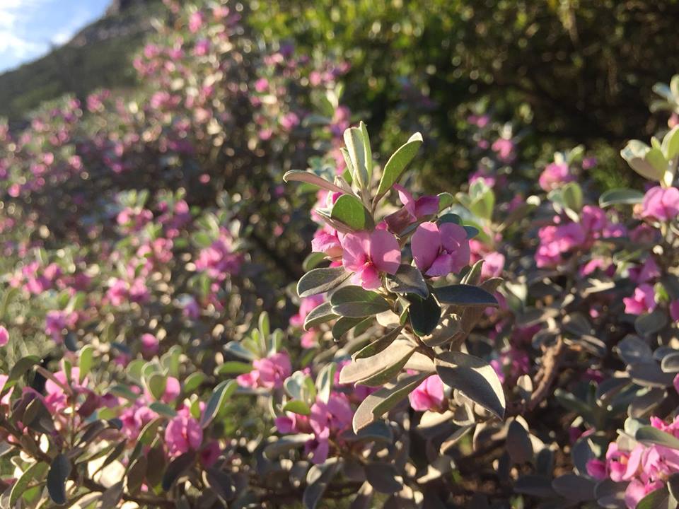 Podalyria sericea - KnowYourWeeds
