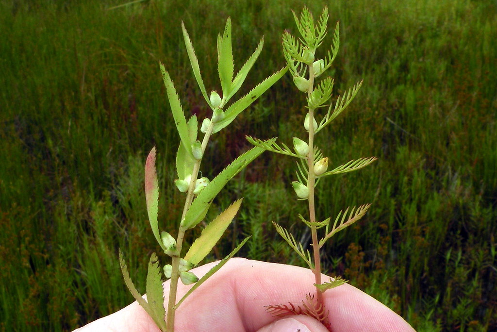 Proserpinaca pectinata - KnowYourWeeds