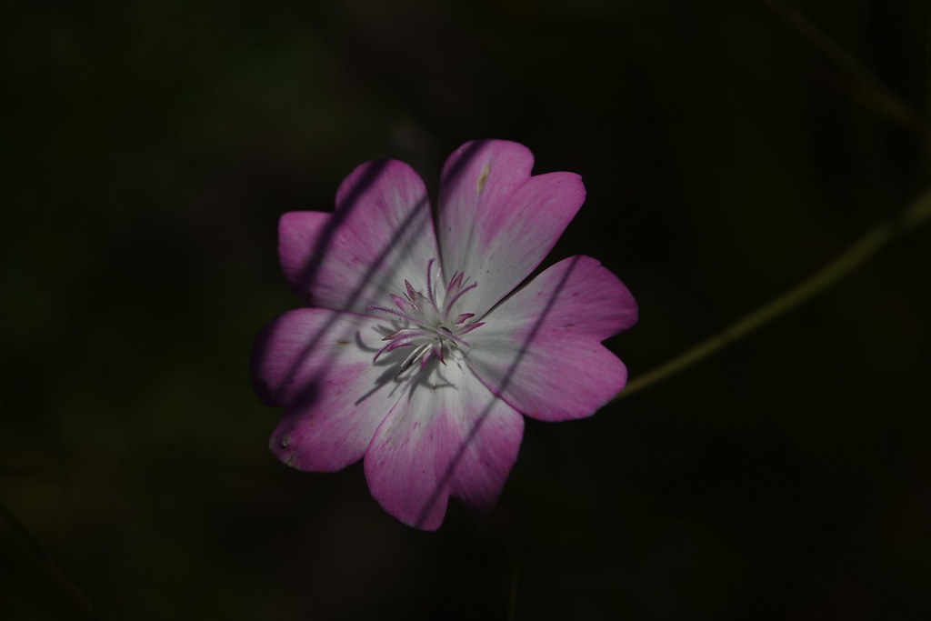 Silene coeli-rosa - KnowYourWeeds