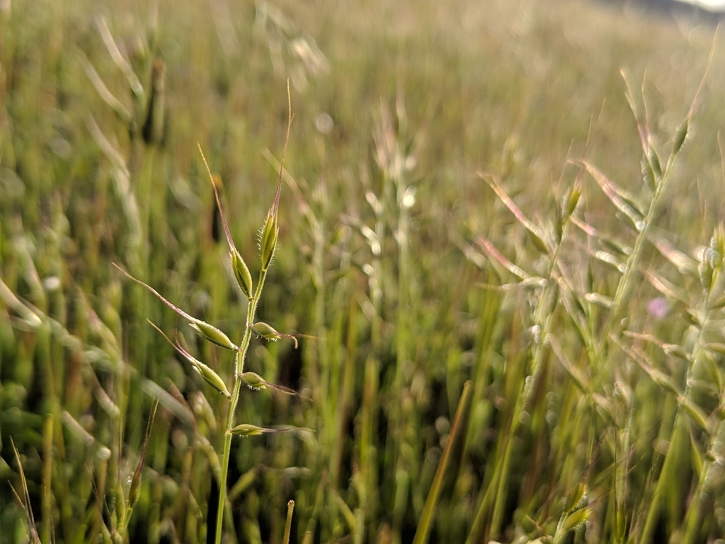 Festuca microstachys - KnowYourWeeds