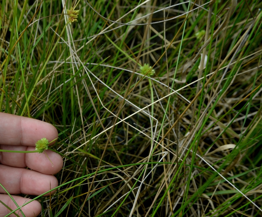 Cyperus acuminatus - KnowYourWeeds