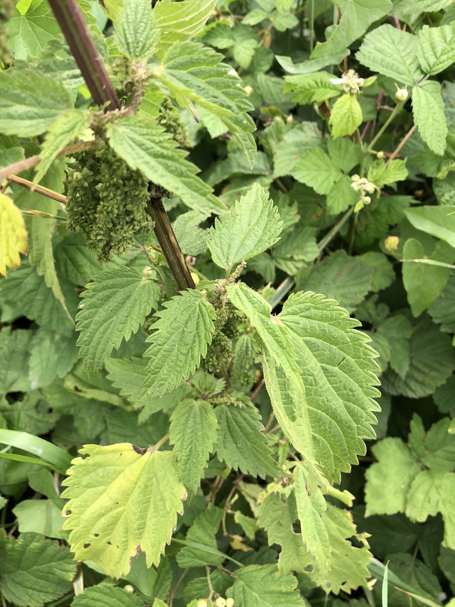 Urtica dioica - KnowYourWeeds