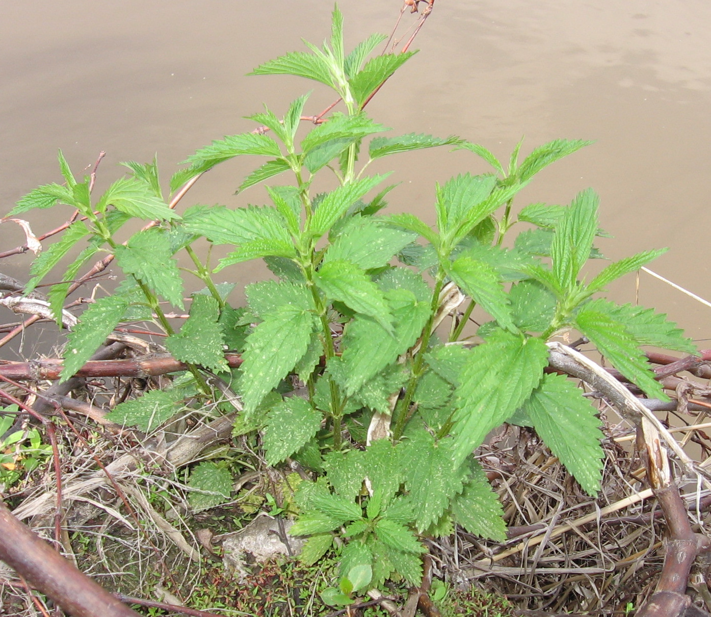 Urtica dioica - KnowYourWeeds