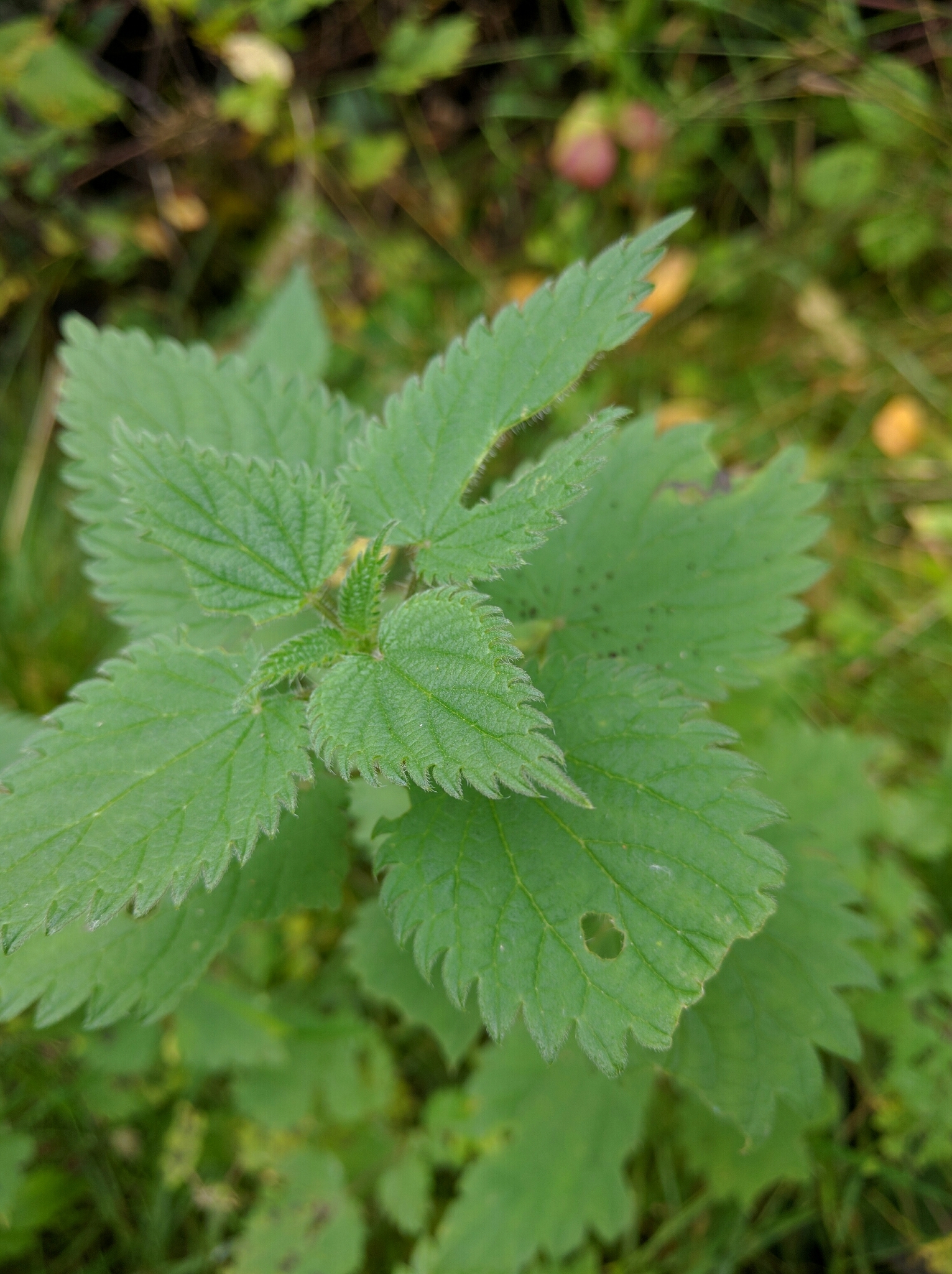 Urtica dioica - KnowYourWeeds