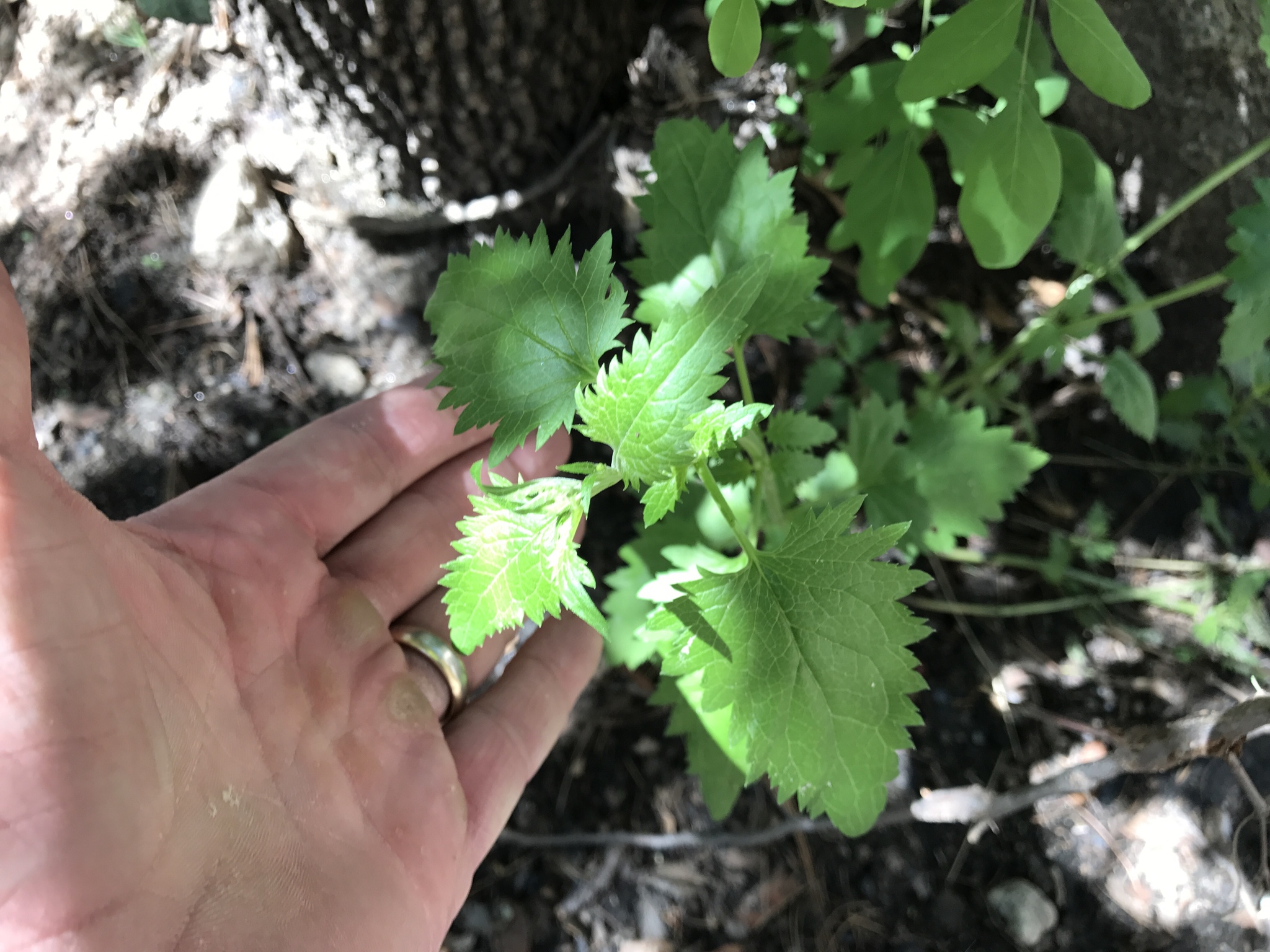 Urtica dioica - KnowYourWeeds