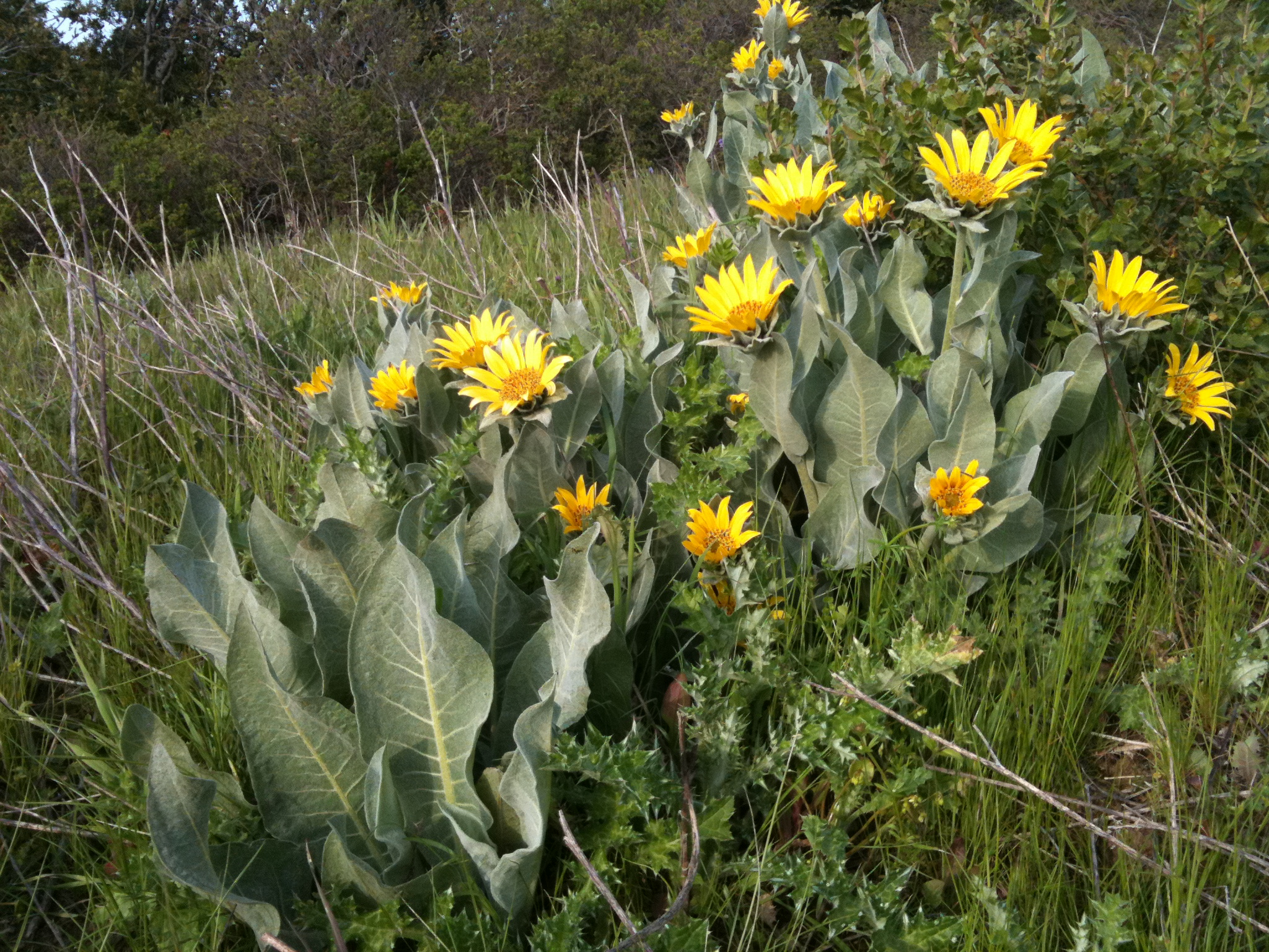 Wyethia helenioides - KnowYourWeeds