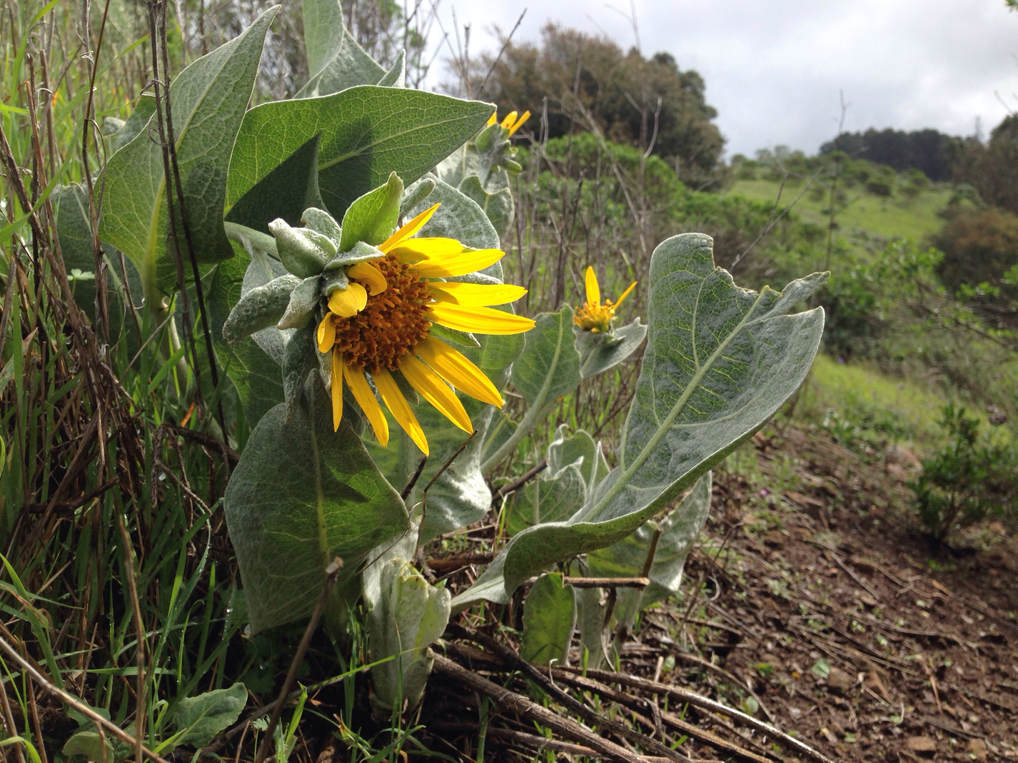 Wyethia helenioides - KnowYourWeeds