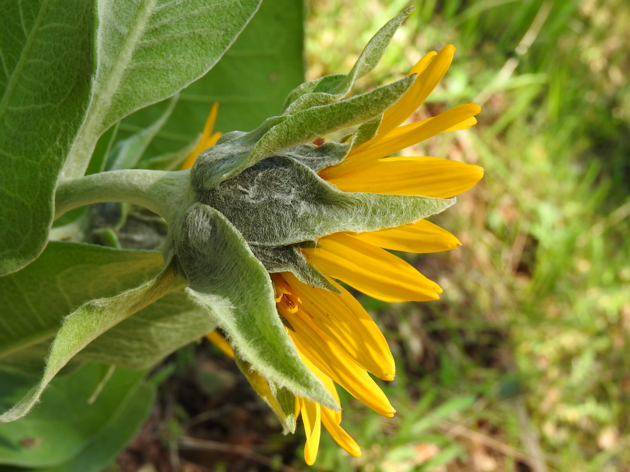 Wyethia helenioides - KnowYourWeeds