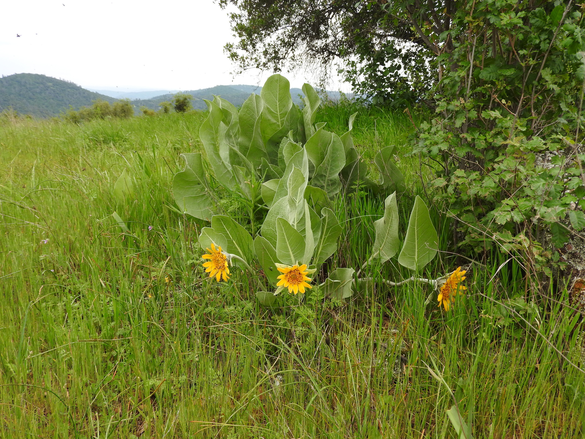 Wyethia helenioides - KnowYourWeeds