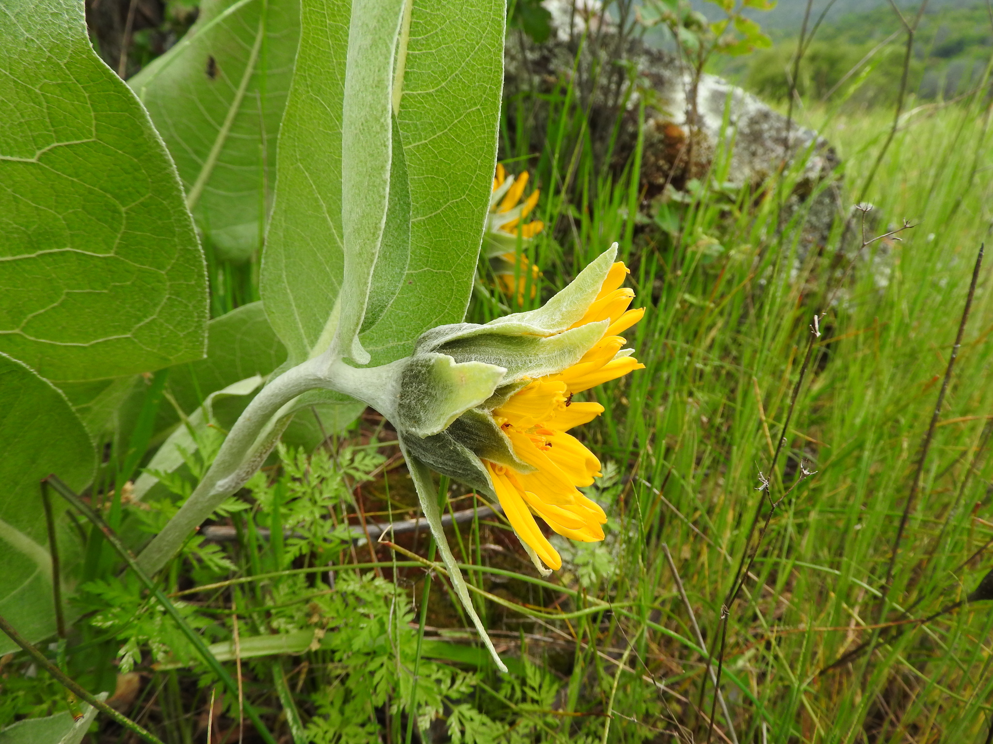 Wyethia helenioides - KnowYourWeeds