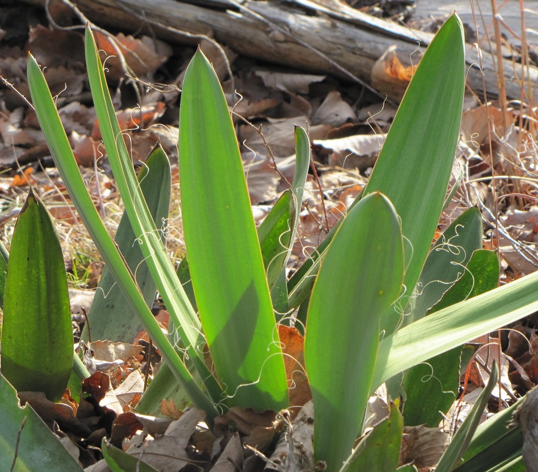 Yucca filamentosa - KnowYourWeeds