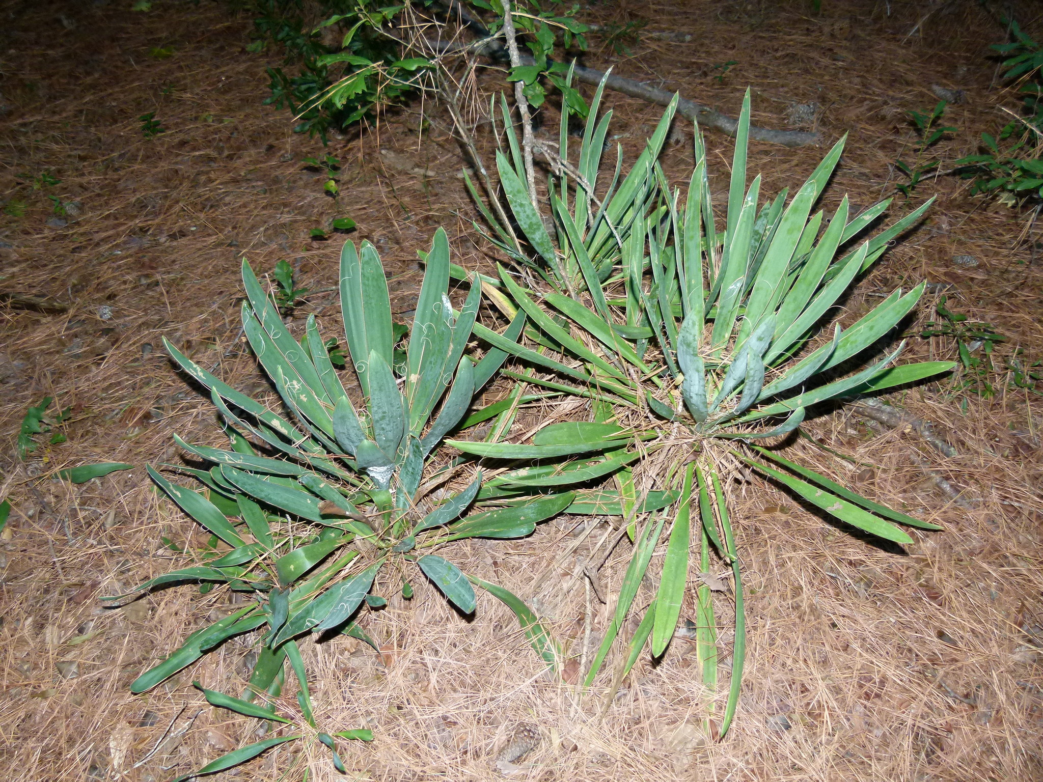 Yucca filamentosa - KnowYourWeeds