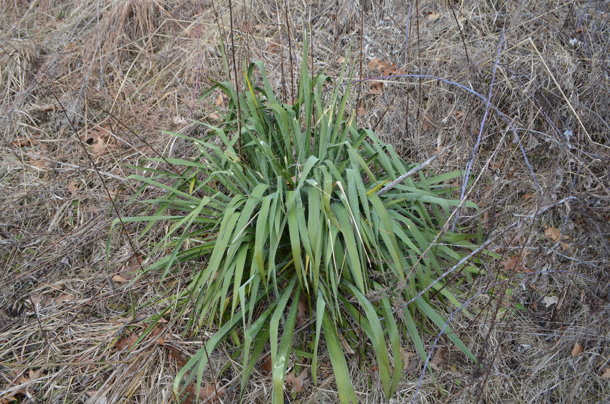 Yucca filamentosa - KnowYourWeeds