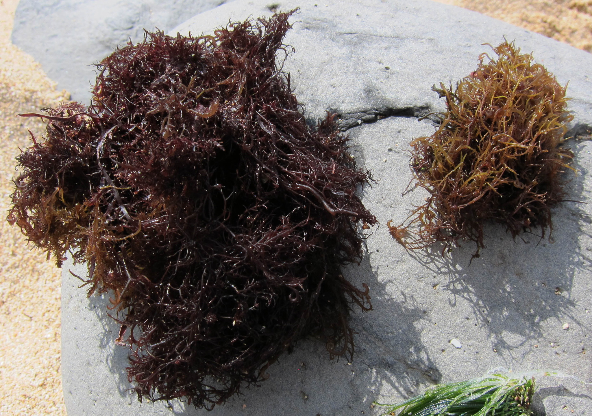 Hypnea musciformis - KnowYourWeeds