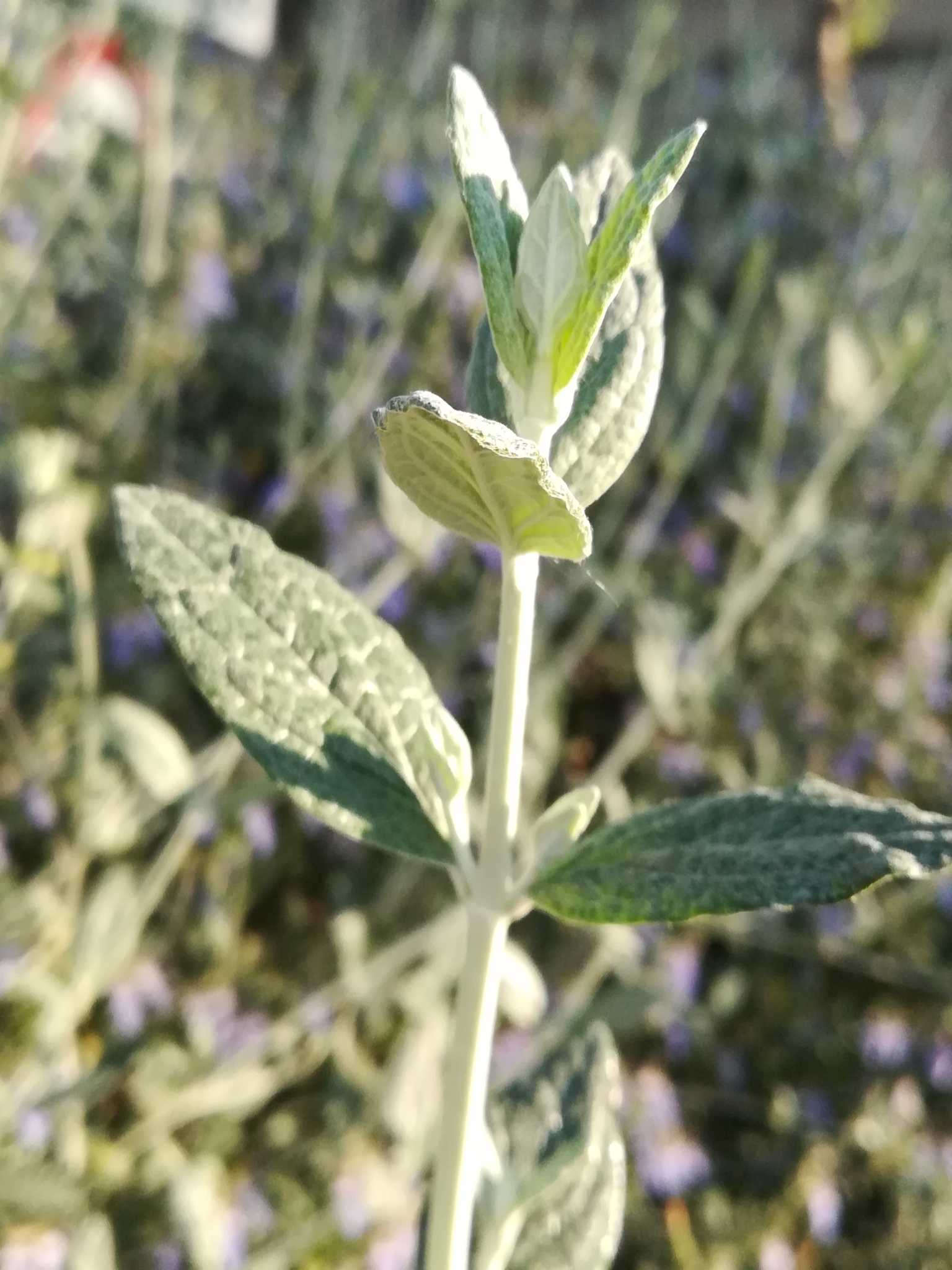 Teucrium fruticans - KnowYourWeeds