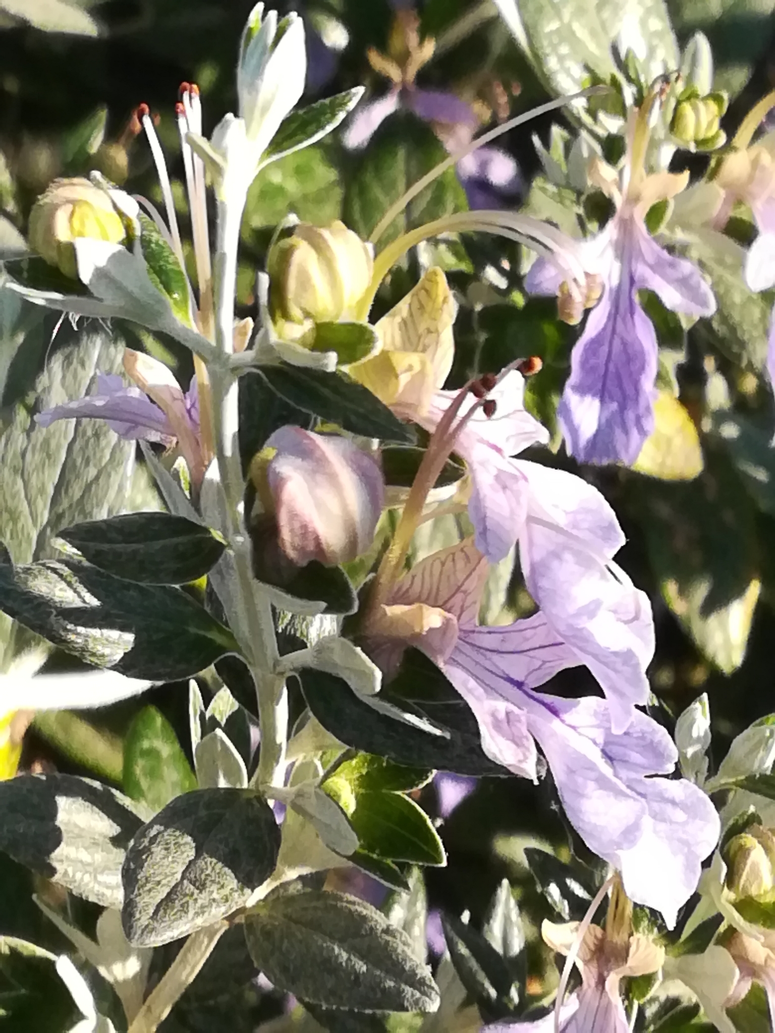 Teucrium fruticans - KnowYourWeeds