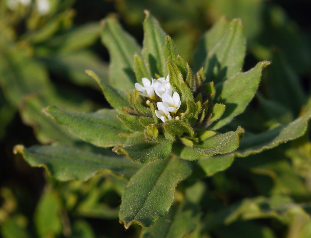 Buglossoides arvensis - KnowYourWeeds