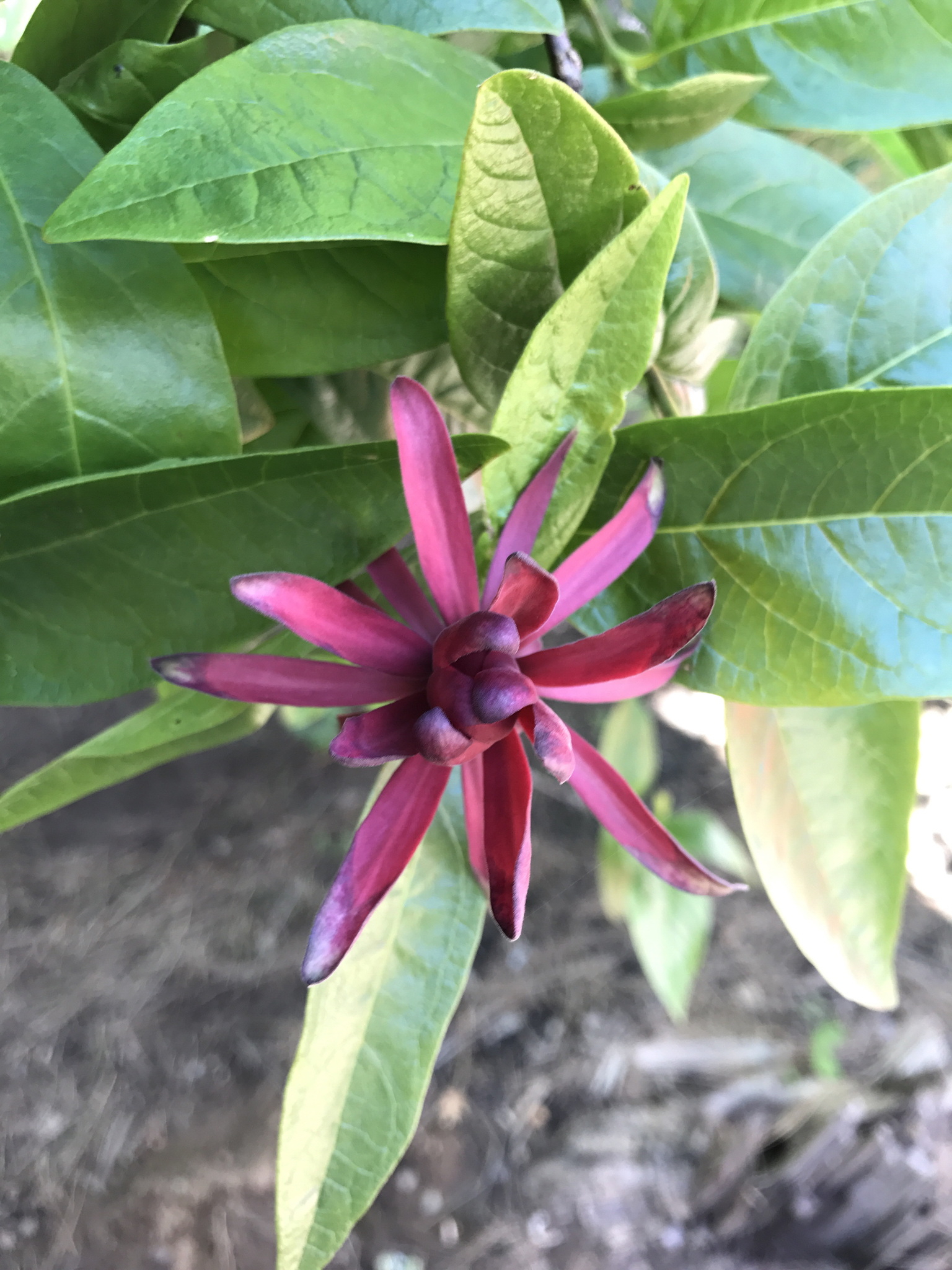 Calycanthus occidentalis - KnowYourWeeds