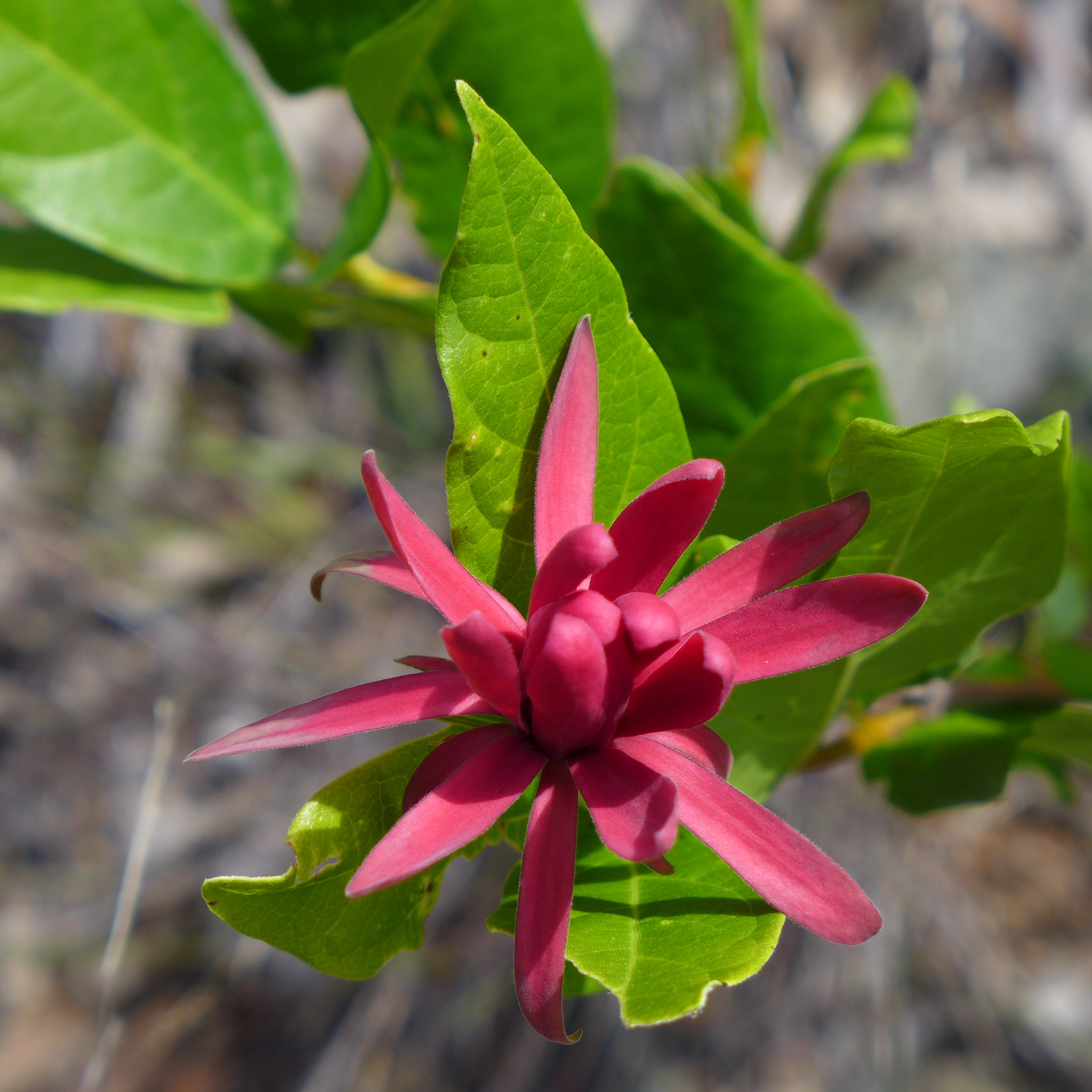Calycanthus occidentalis - KnowYourWeeds