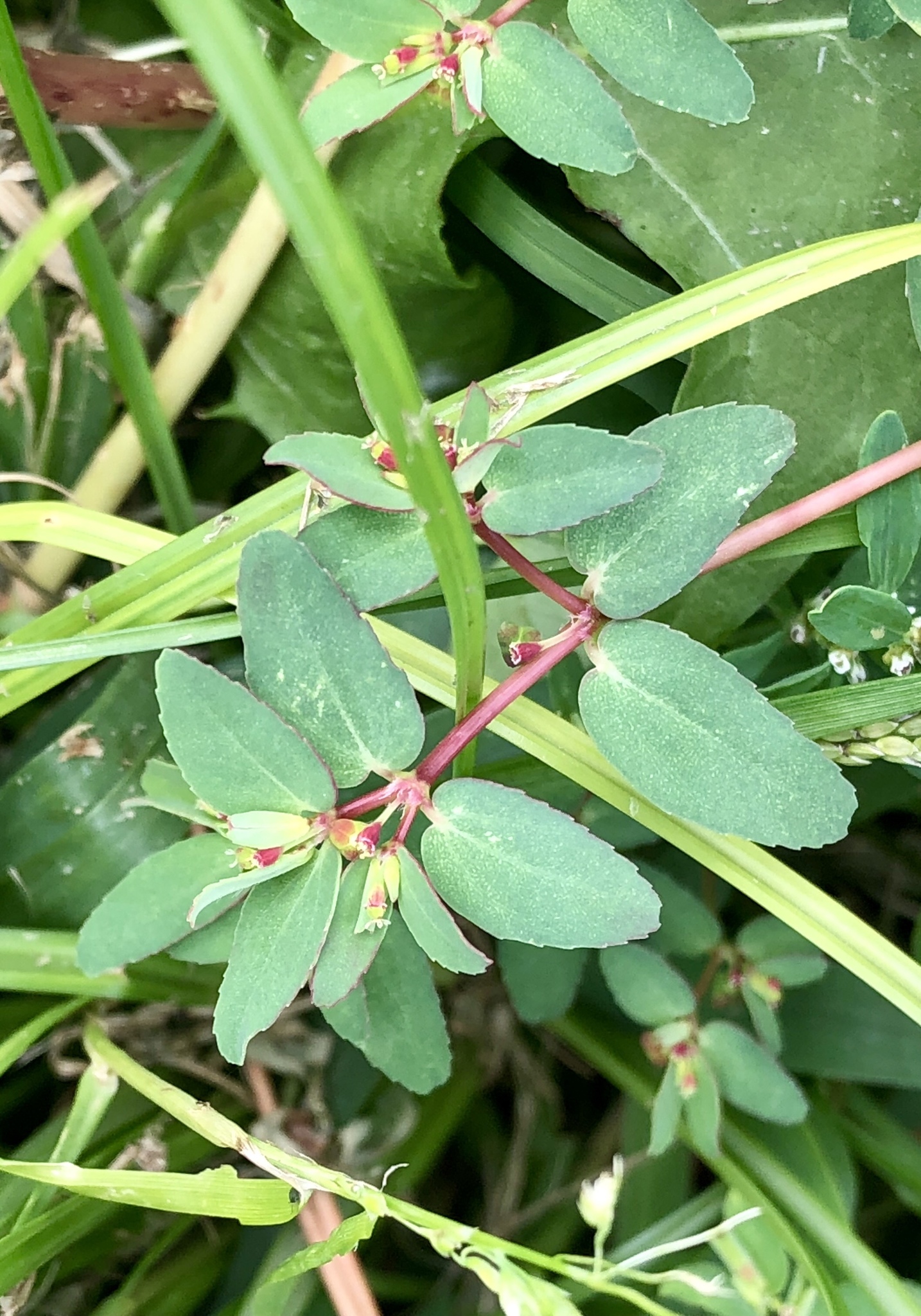 Euphorbia vermiculata - KnowYourWeeds