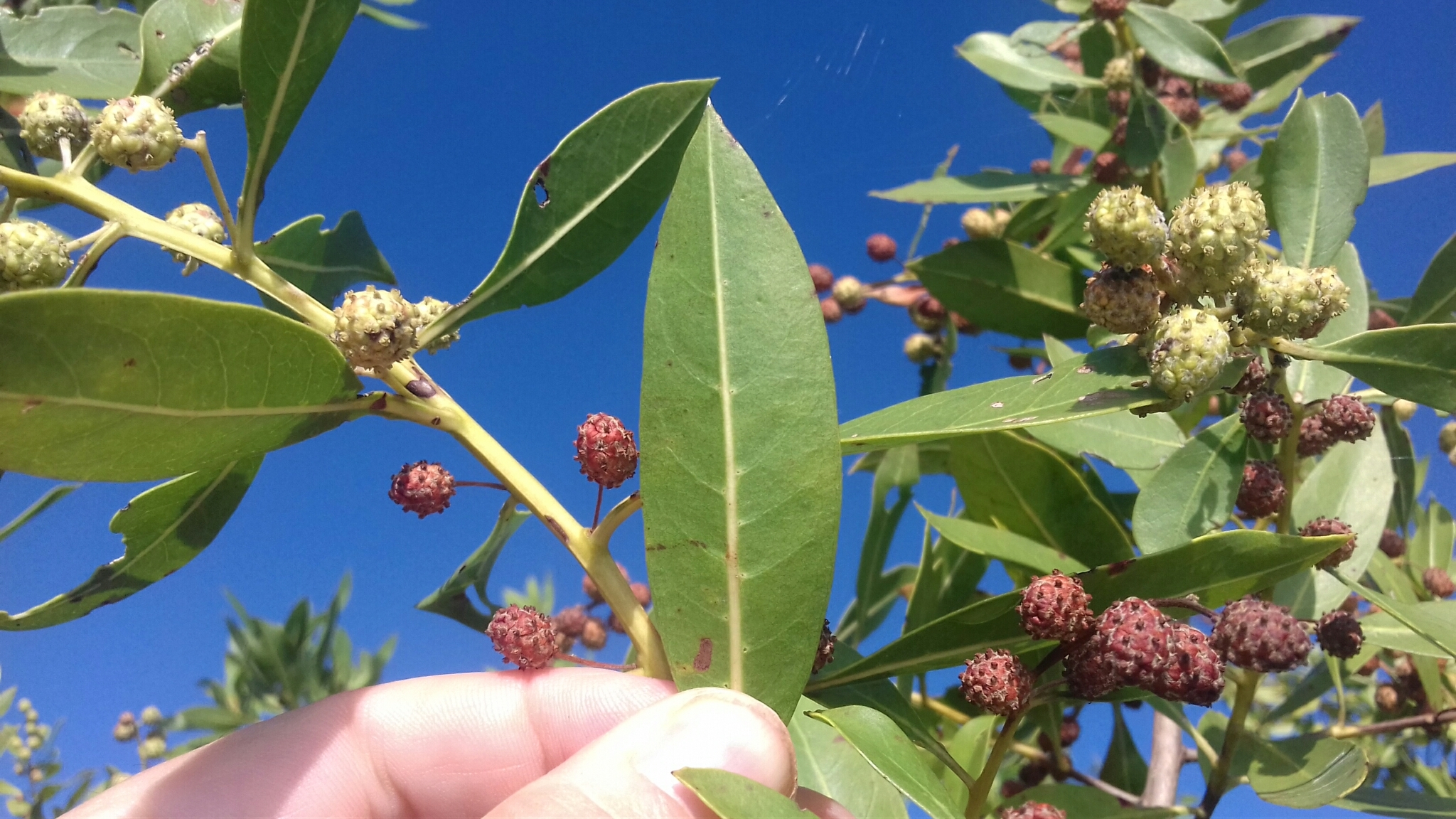 Conocarpus erectus - KnowYourWeeds