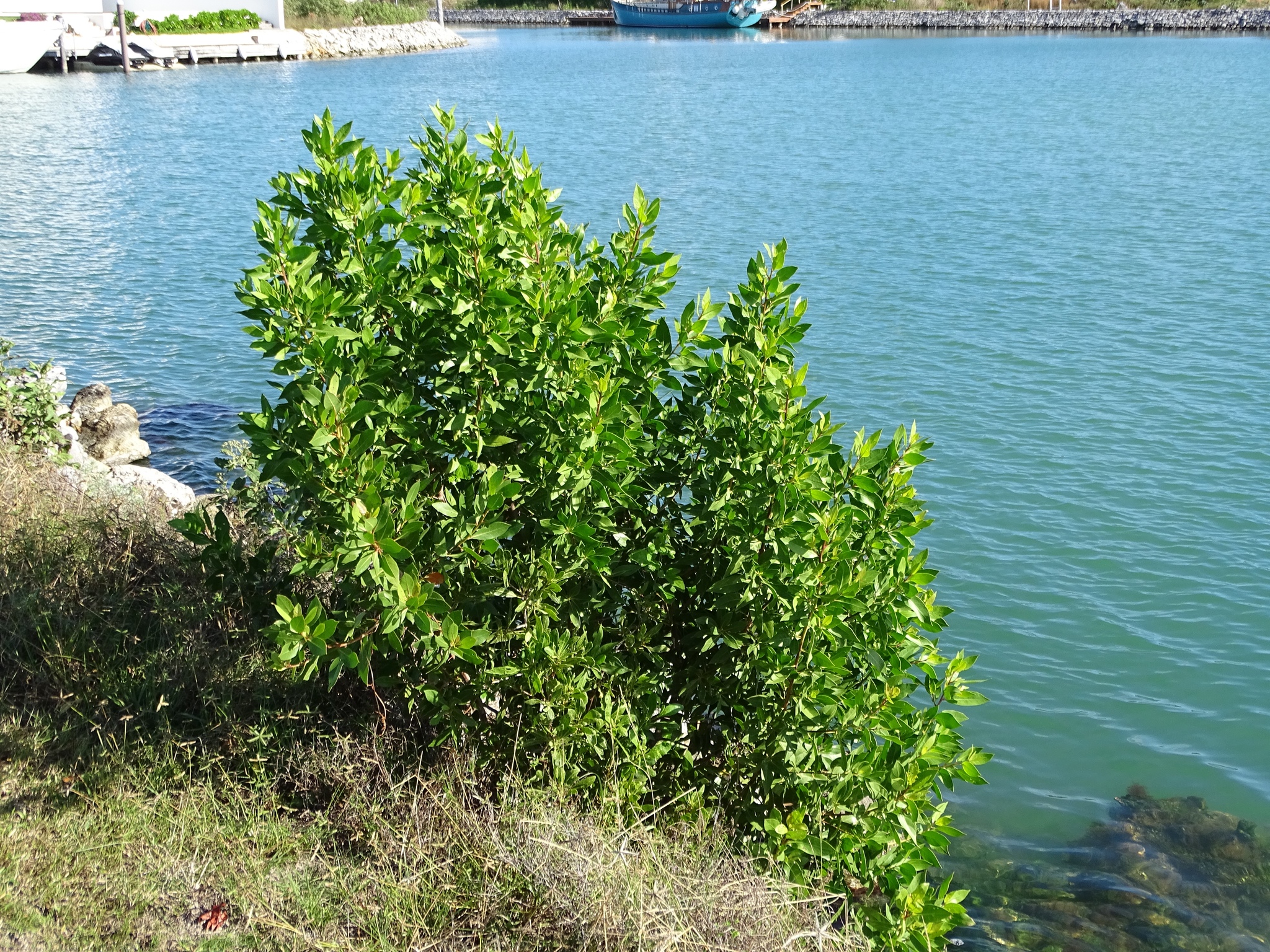 Conocarpus erectus - KnowYourWeeds