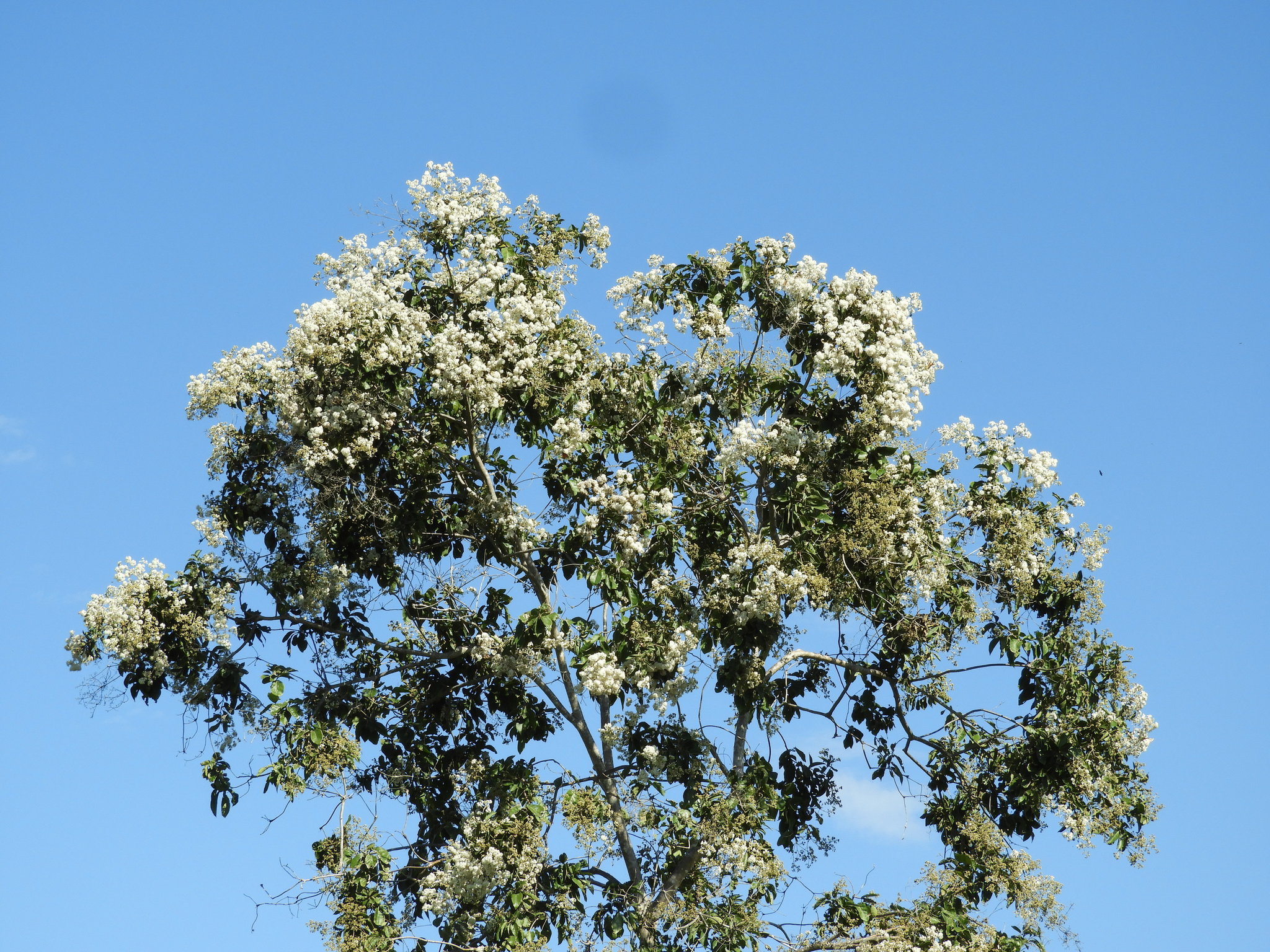 Cordia alliodora - KnowYourWeeds
