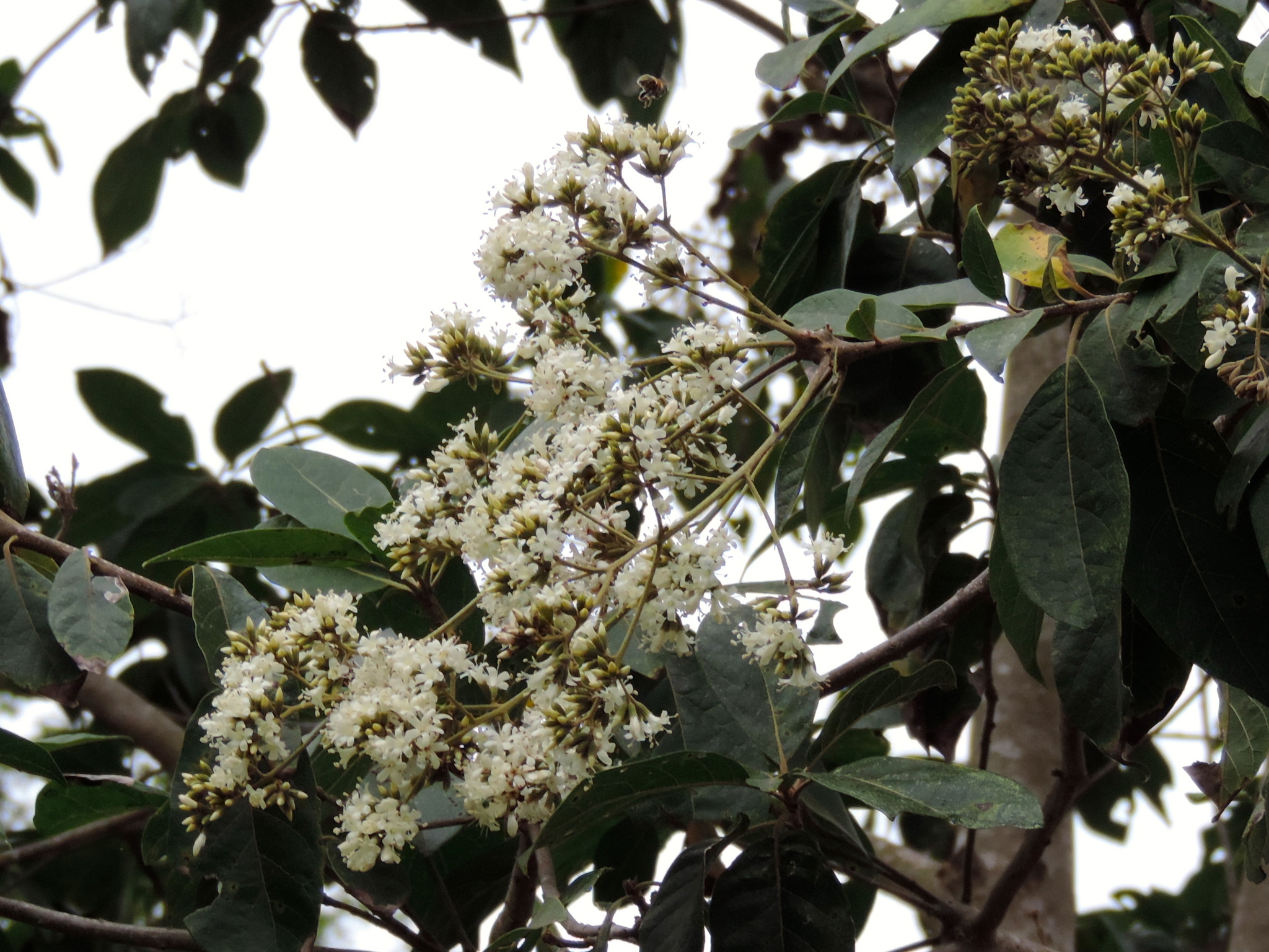 Cordia alliodora - KnowYourWeeds