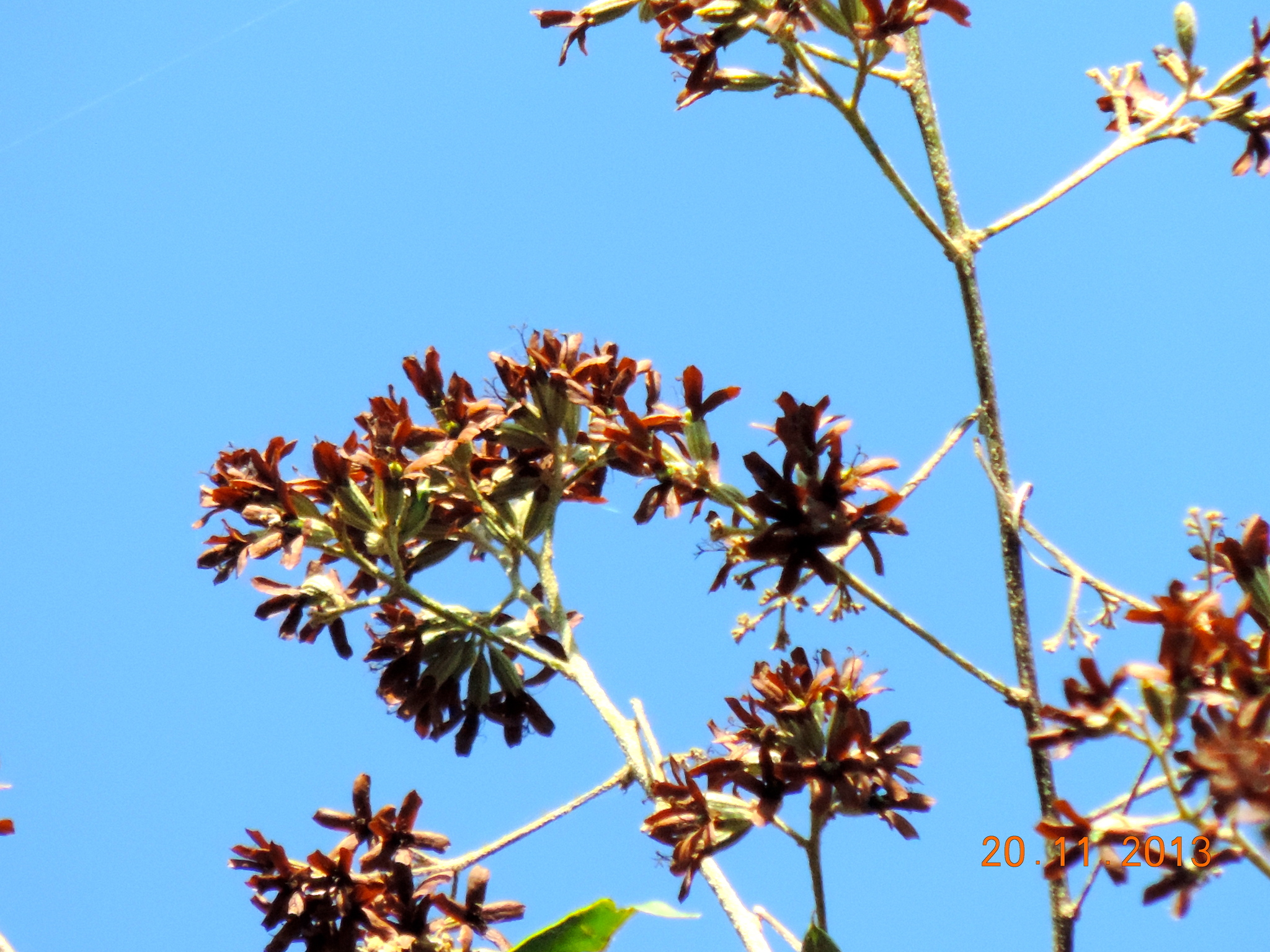 Cordia alliodora - KnowYourWeeds