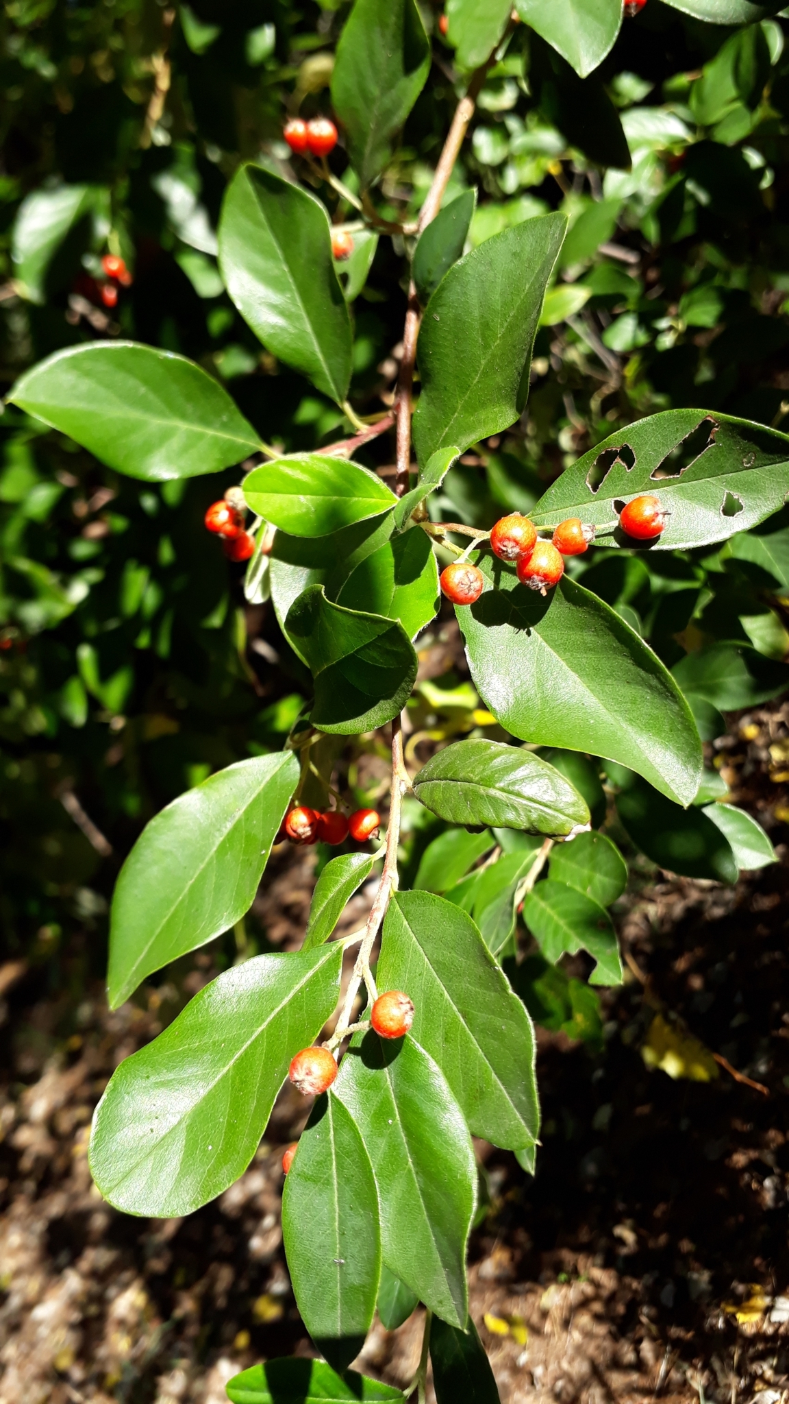 Cotoneaster glaucophyllus - KnowYourWeeds