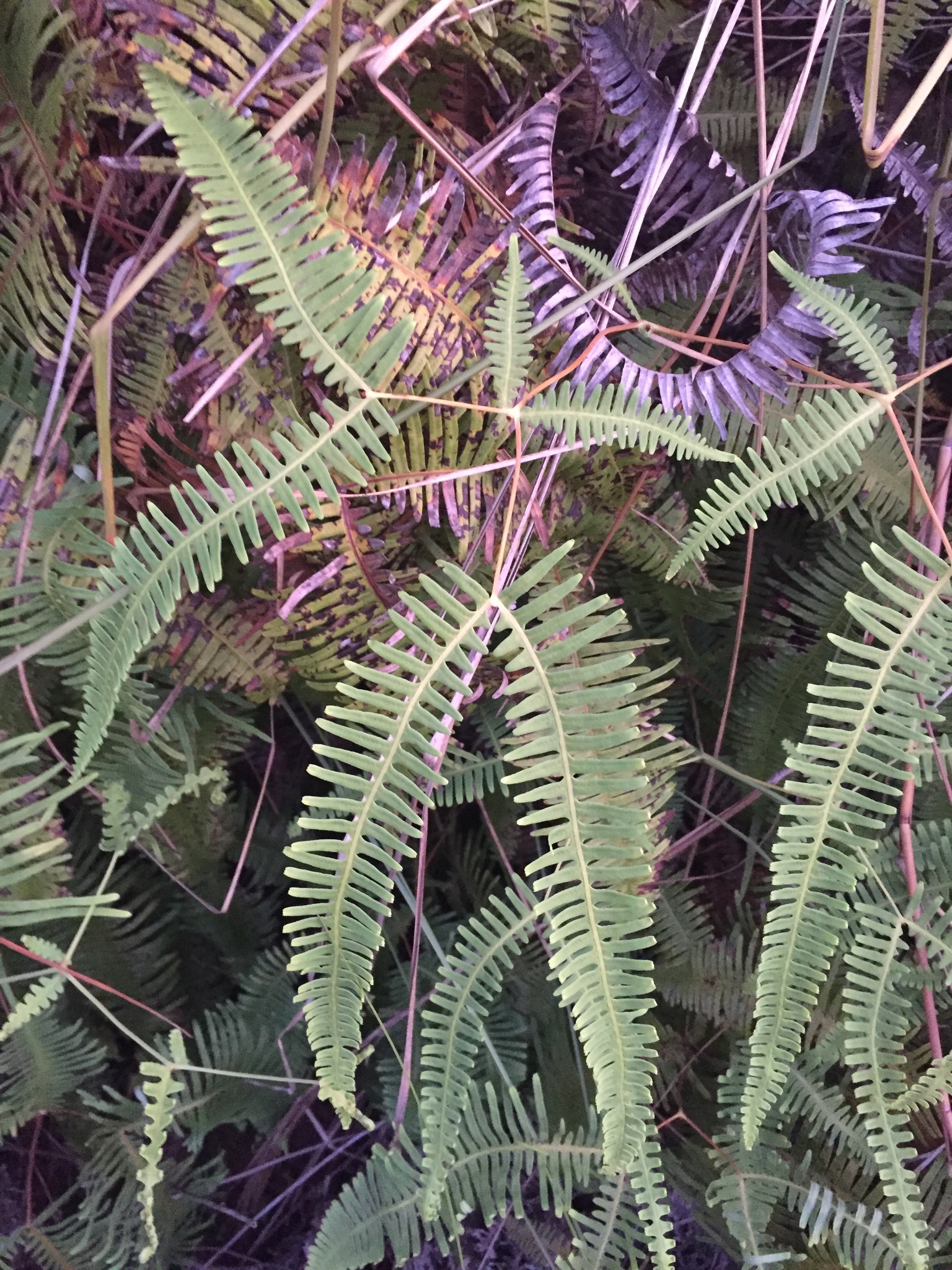 Dicranopteris linearis - KnowYourWeeds