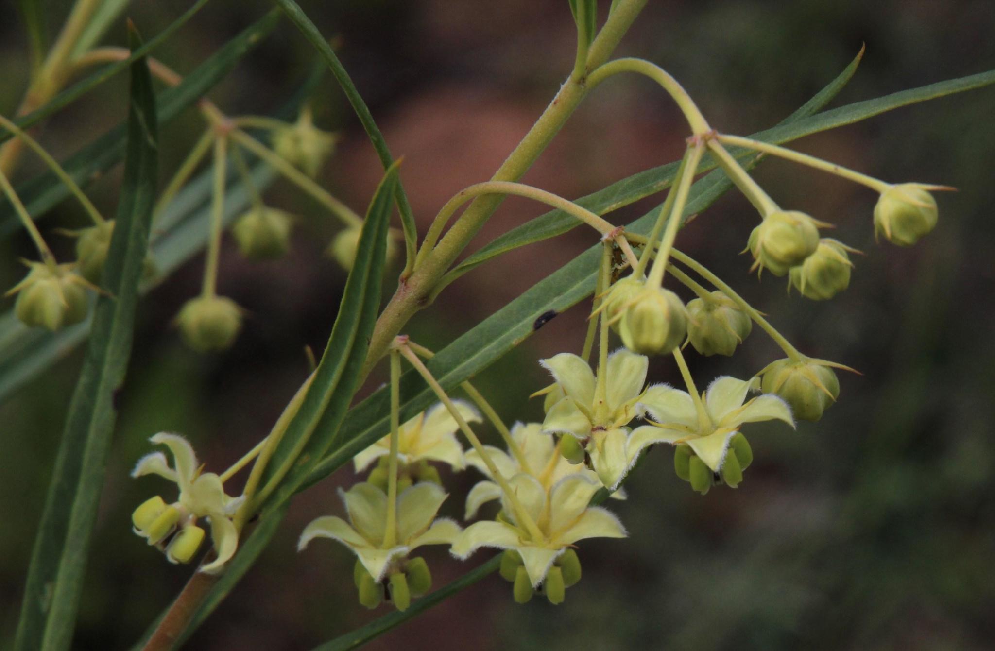 Gomphocarpus fruticosus - KnowYourWeeds