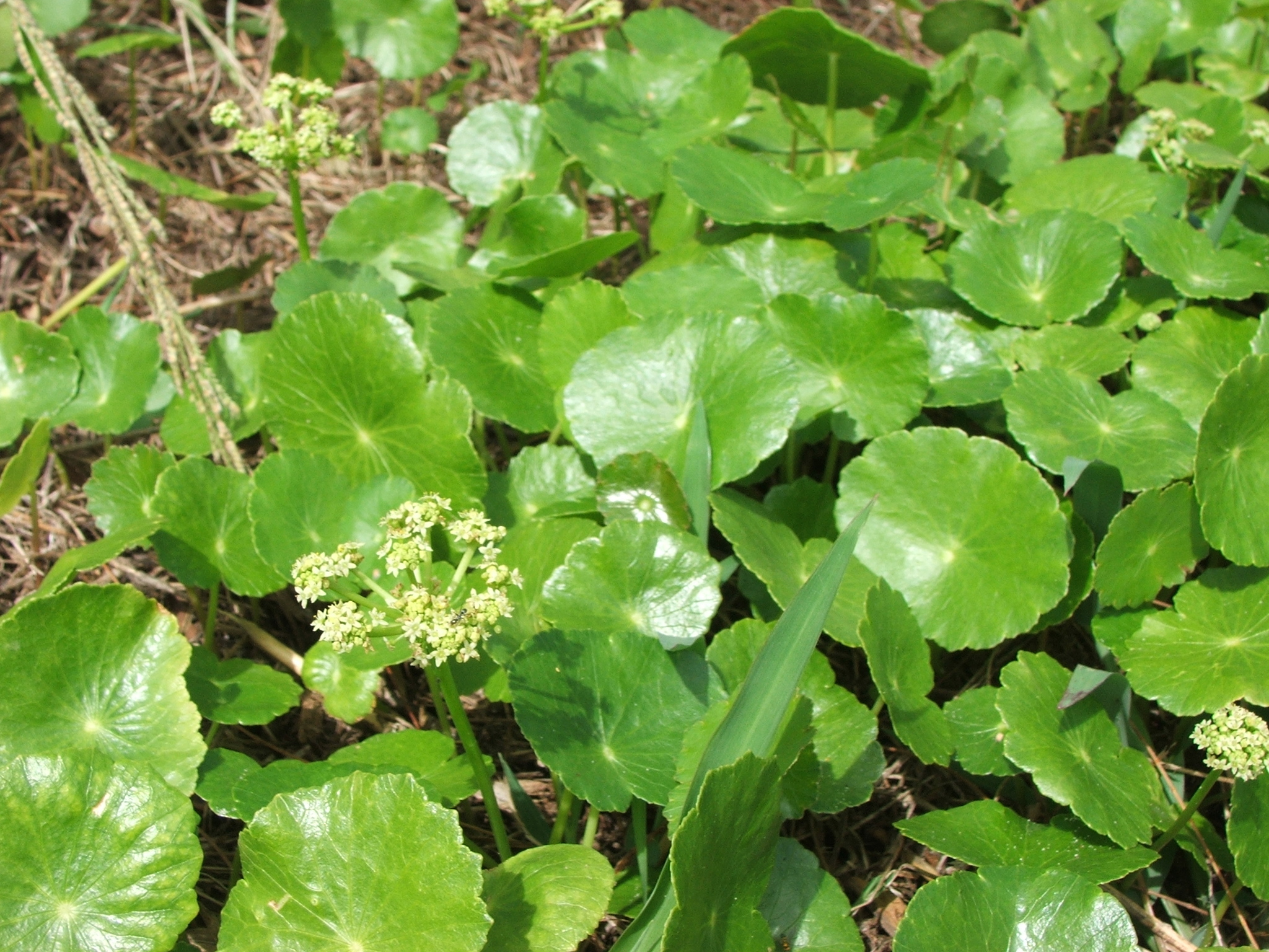 Hydrocotyle bonariensis - KnowYourWeeds