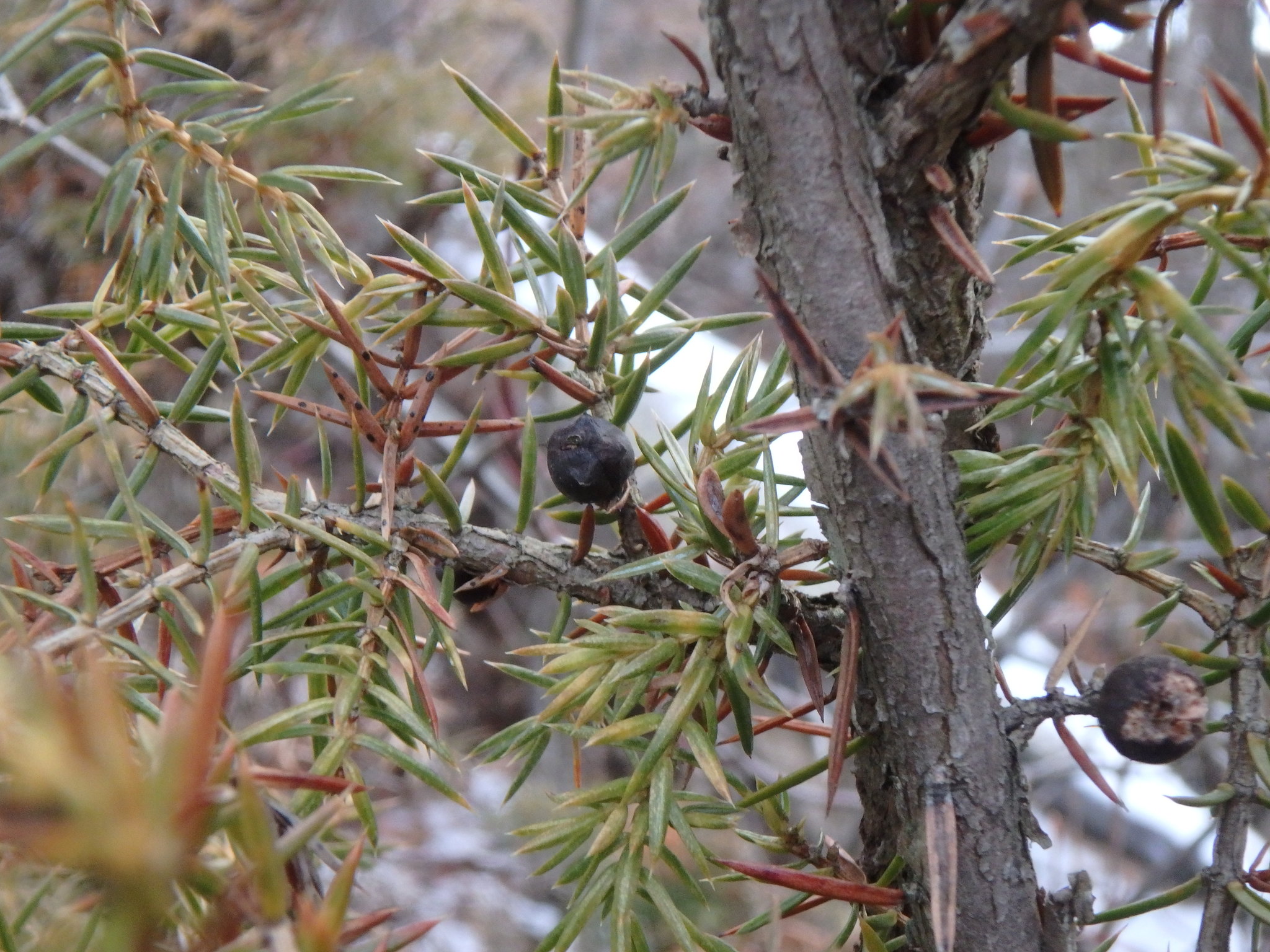 Juniperus communis - KnowYourWeeds