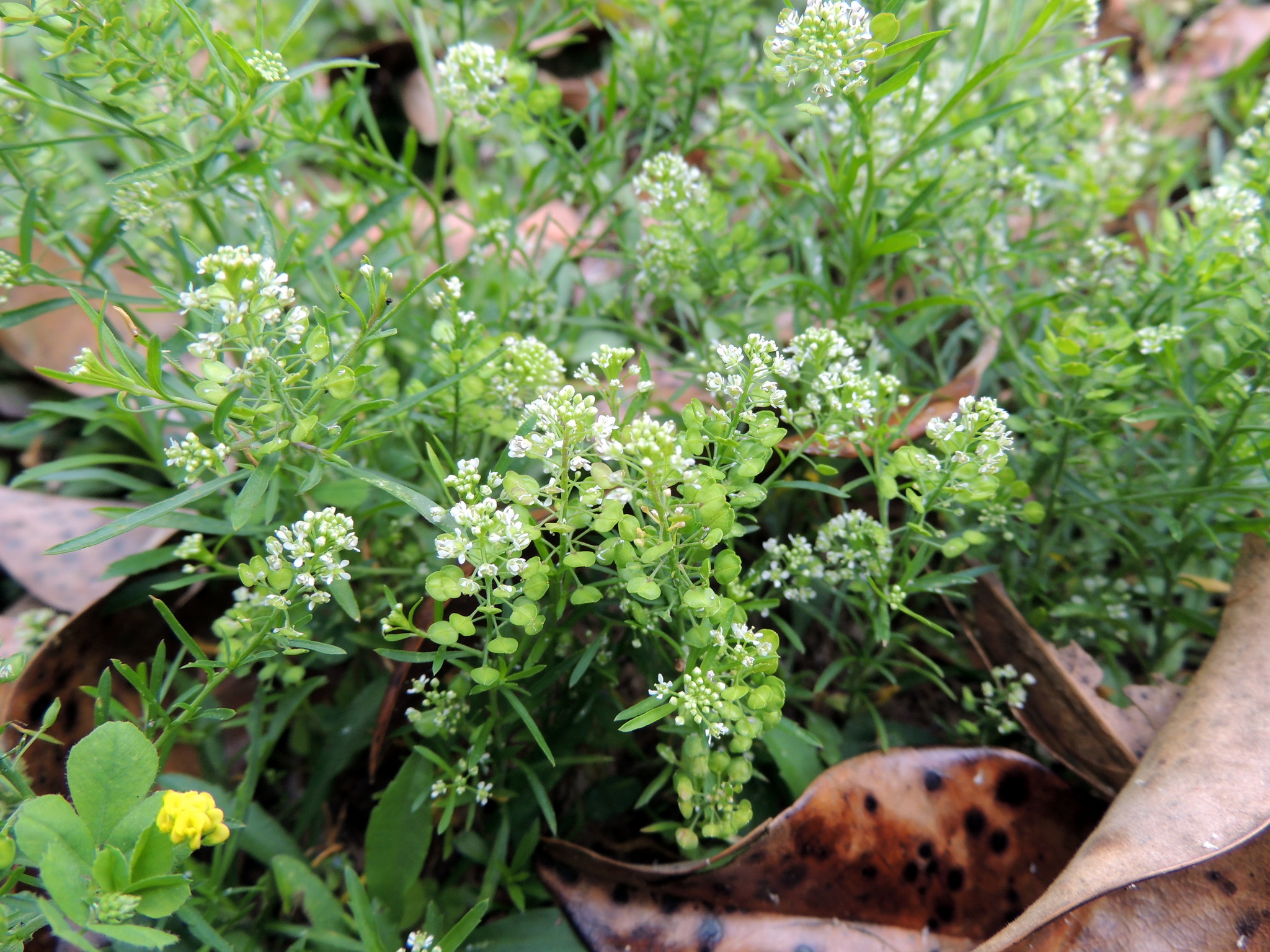 Lepidium virginicum - KnowYourWeeds