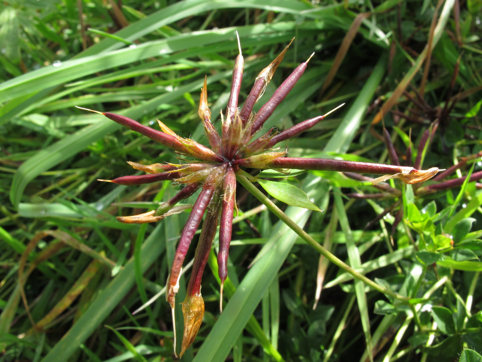Lotus pedunculatus - KnowYourWeeds