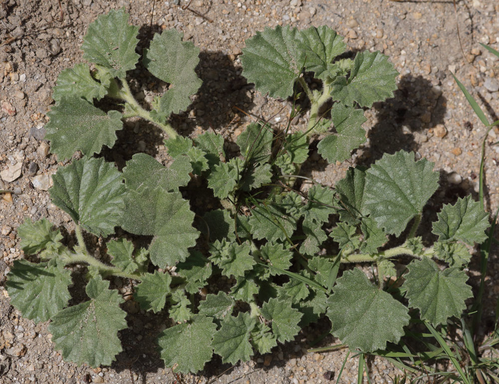 Malvella leprosa - KnowYourWeeds