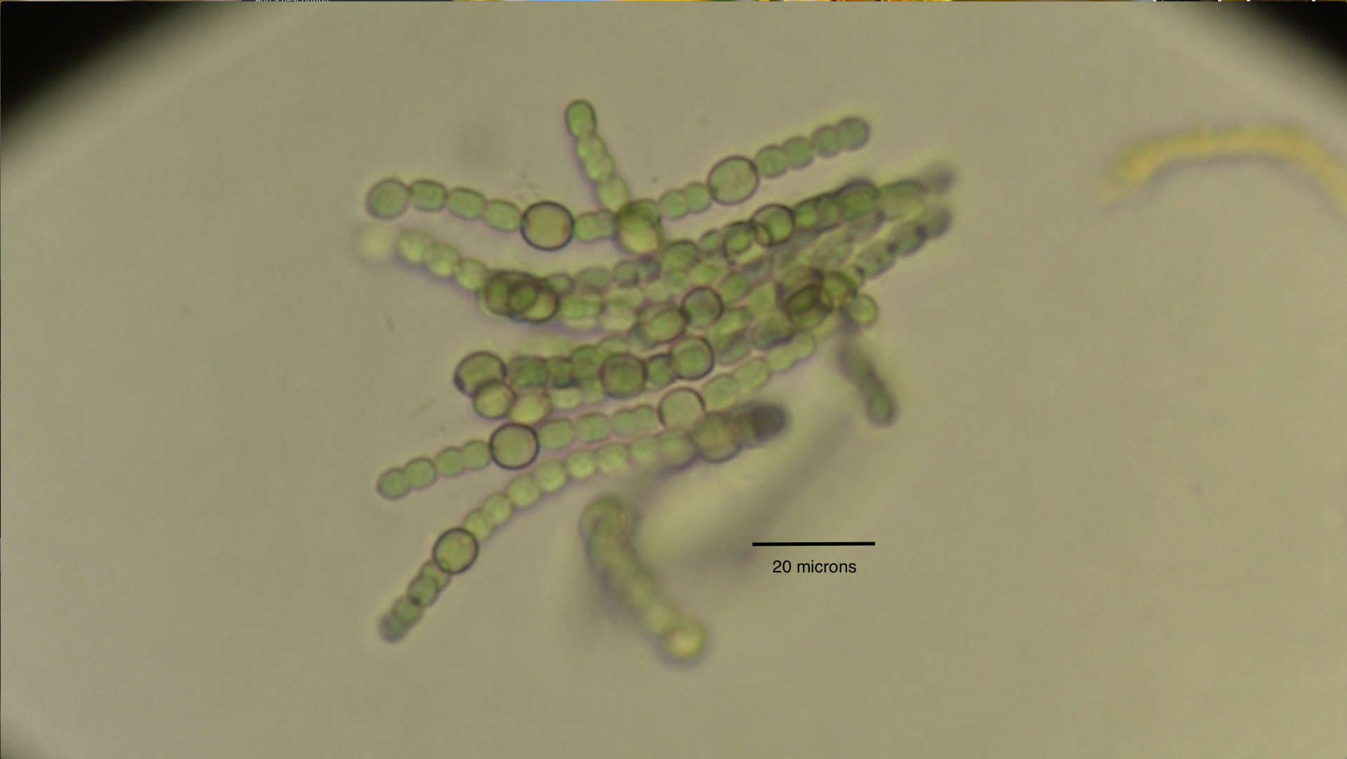 Anabaena SPECIES - KnowYourWeeds