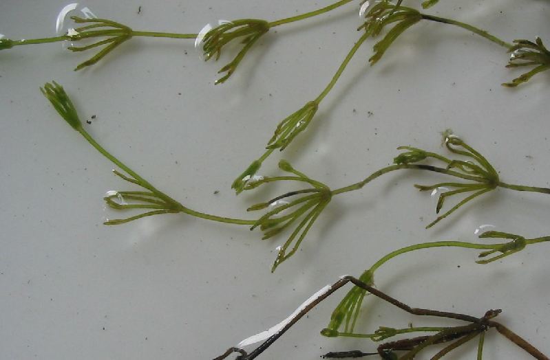 Nitella SPECIES - KnowYourWeeds