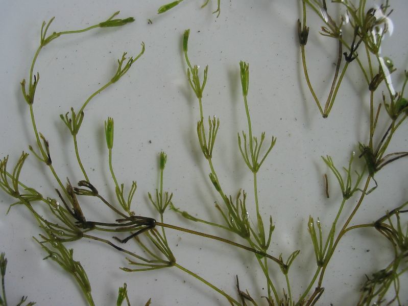 Nitella SPECIES - KnowYourWeeds