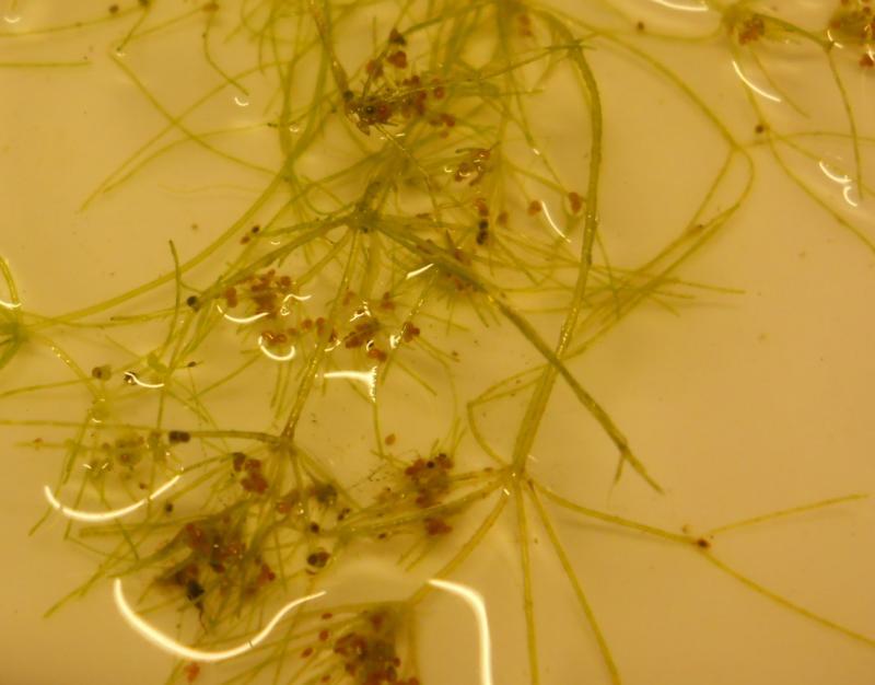 Nitella SPECIES - KnowYourWeeds