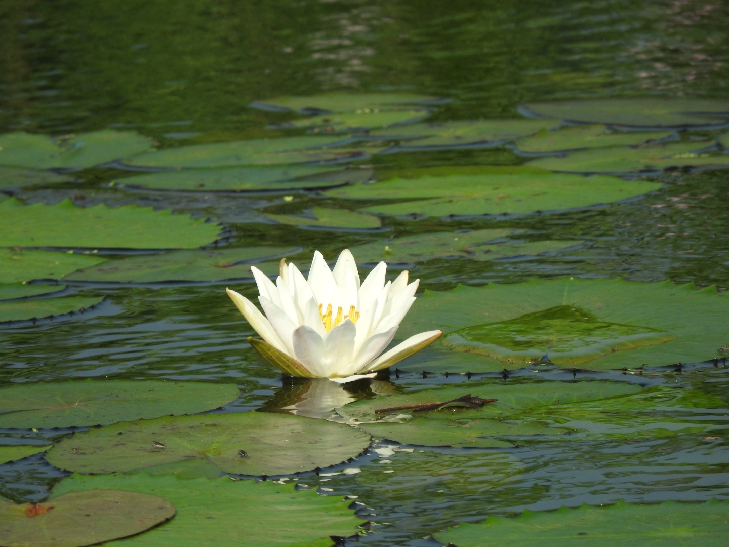Nymphaea alba - KnowYourWeeds